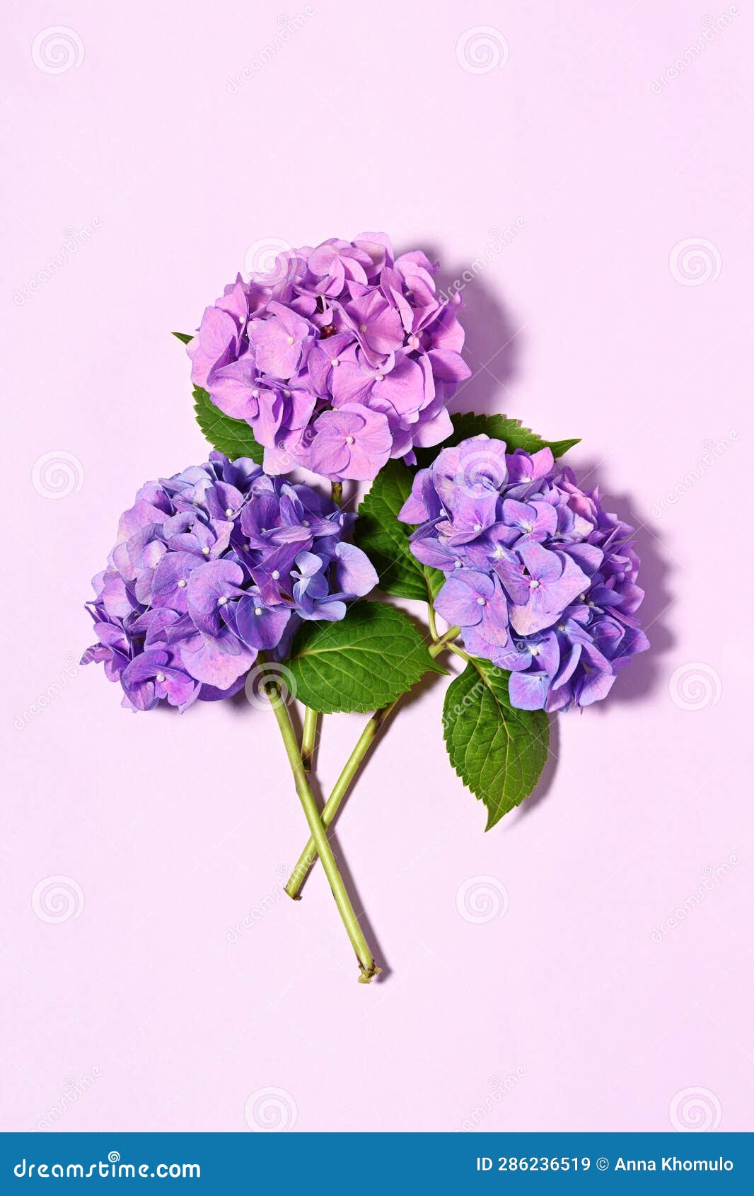 Beautiful Hydrangea Bouquet Stock Image - Image of beauty, plant: 286236519