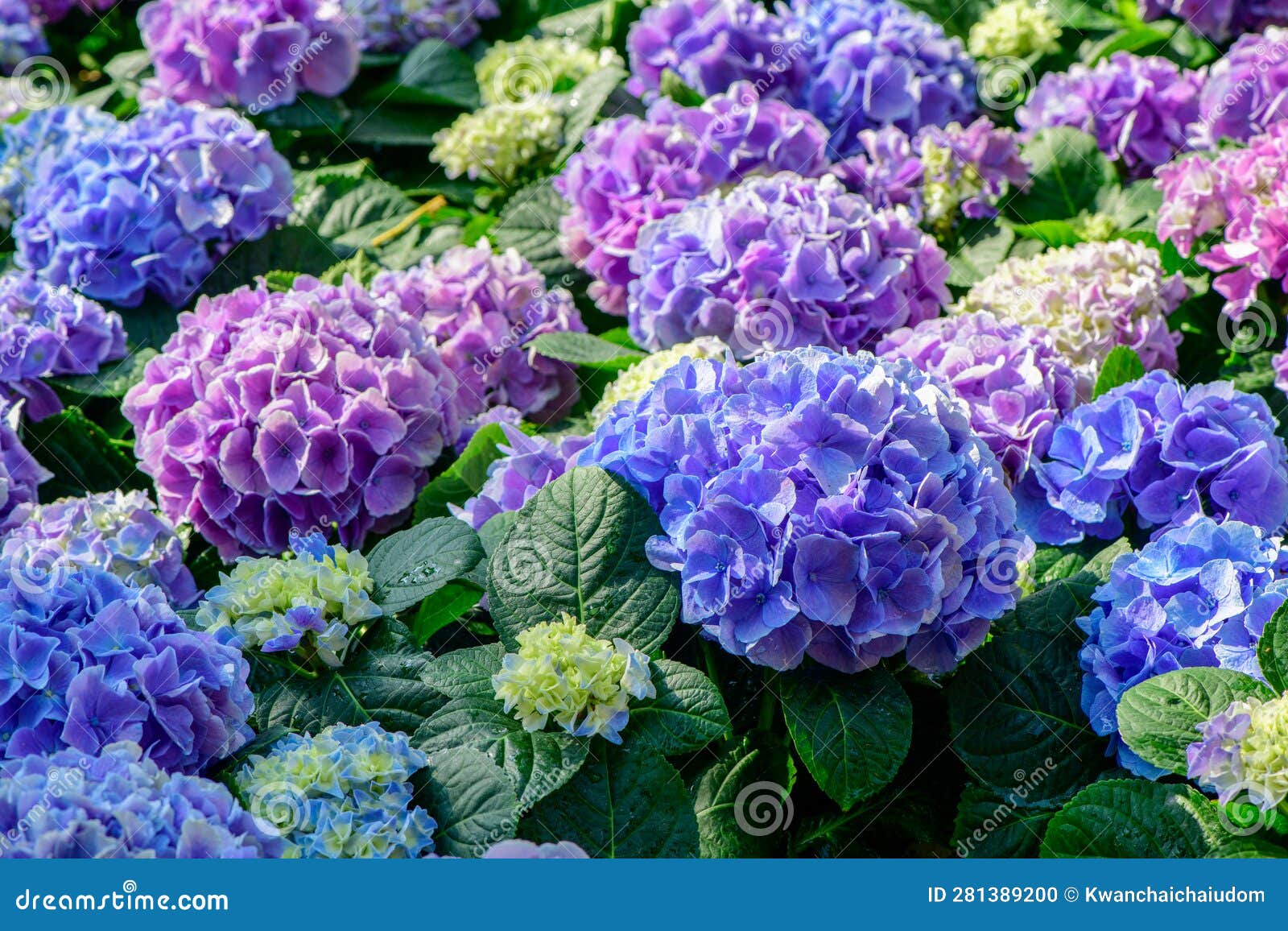 Beautiful Hydrangea Flower in Garden. Flower Background Stock Photo ...