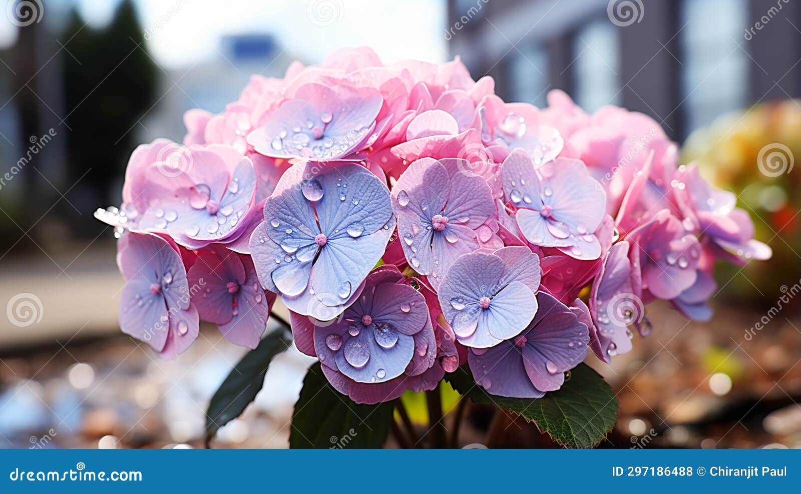 Beautiful Hydrangea Flower in a Natural Garden Stock Photo - Image of ...