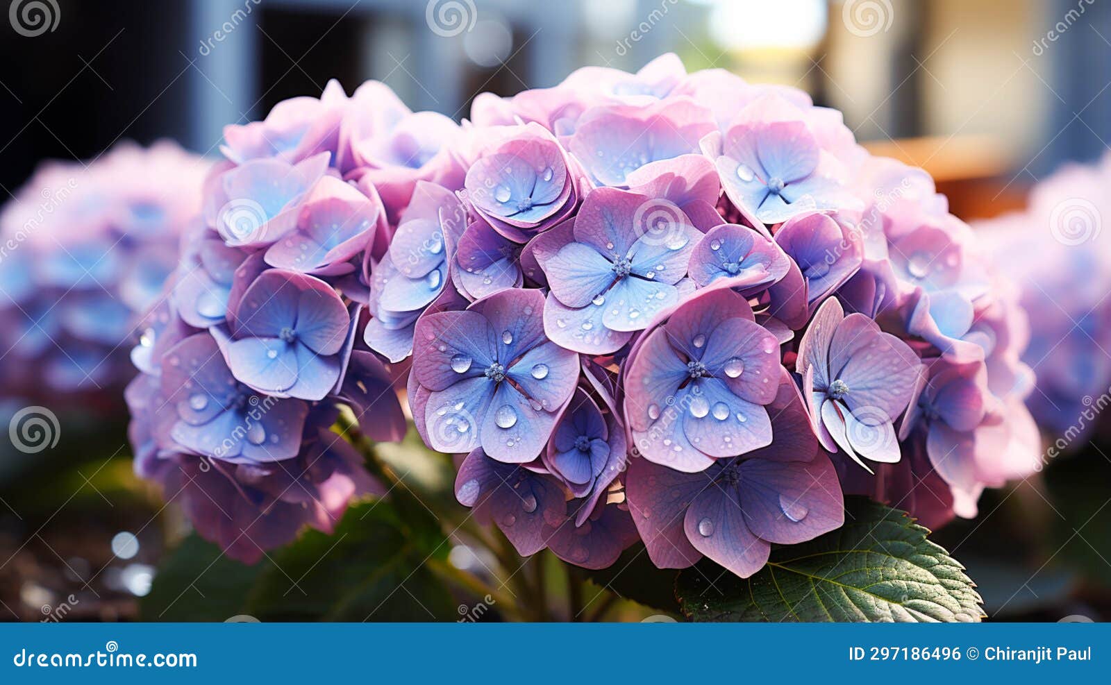 Beautiful Hydrangea Flower in a Natural Garden Stock Photo - Image of ...
