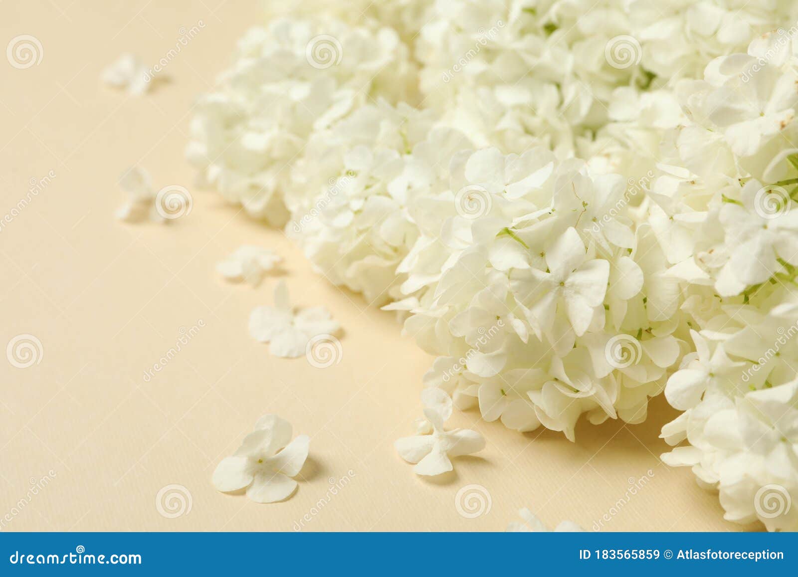 Beautiful Hydrangea Flowers on Beige Background Spring Plant Stock ...