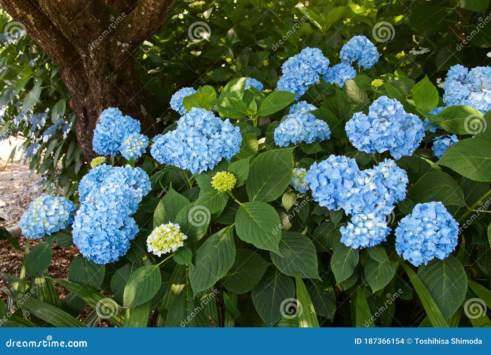 Beautiful Hydrangea Flowers in Garden. Stock Photo - Image of bloom ...