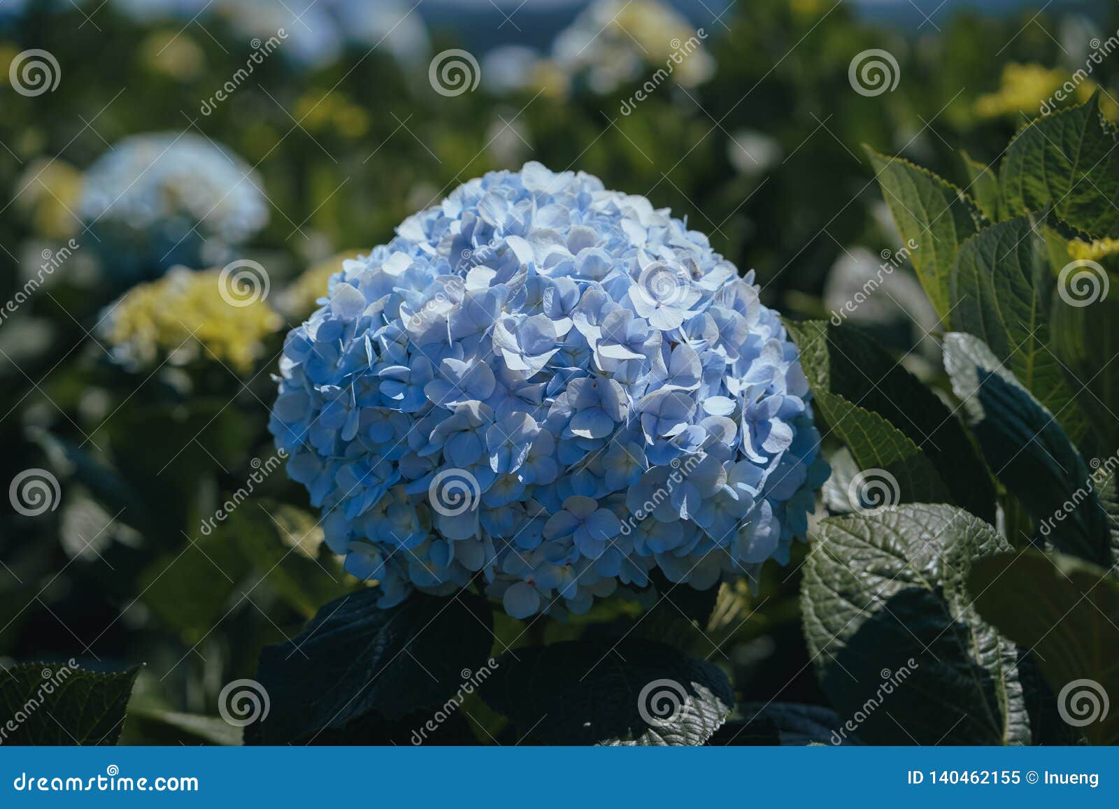 Beautiful Hydrangea Flowers. Stock Image - Image of head, dalat: 140462155