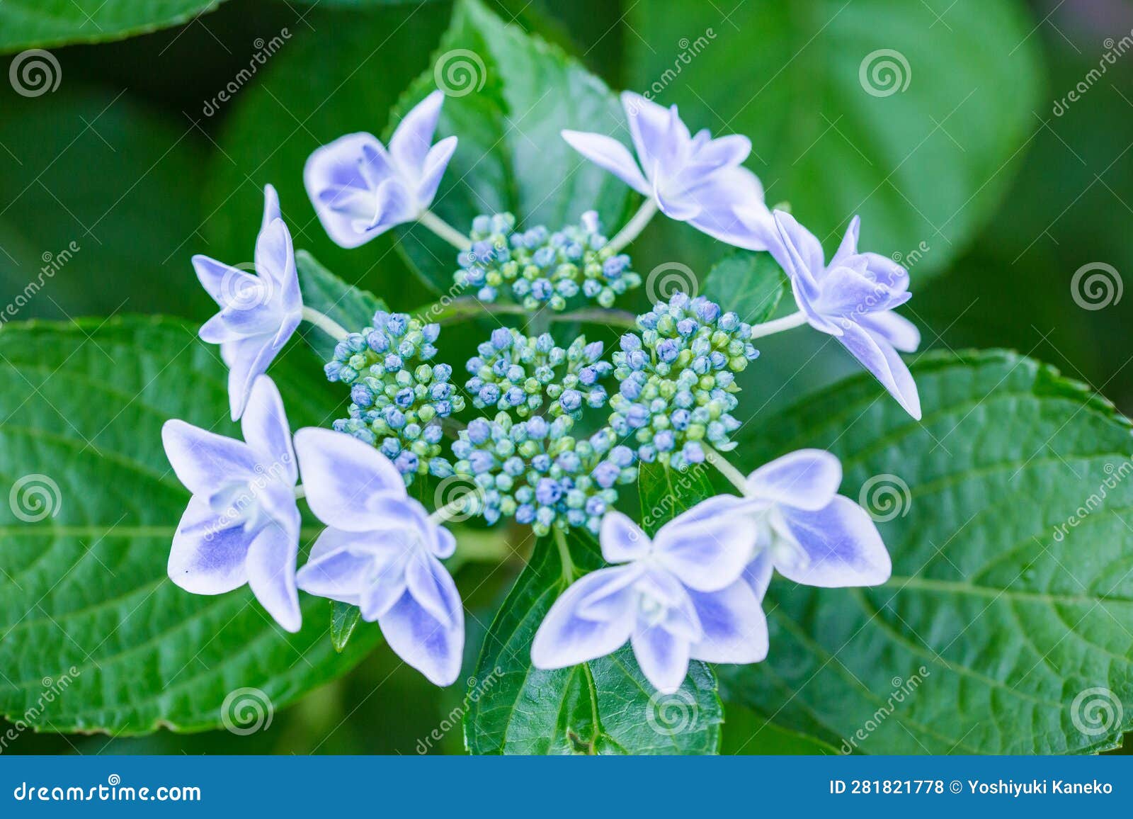 Beautiful Hydrangea in Japan Stock Photo - Image of hydrangea, herb ...