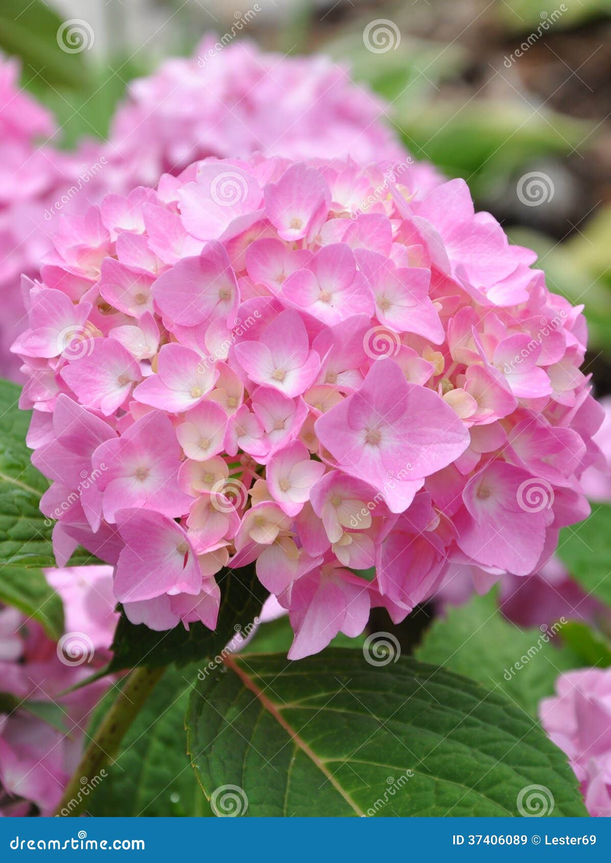 Beautiful hydrangeas stock image. Image of environment - 37406089