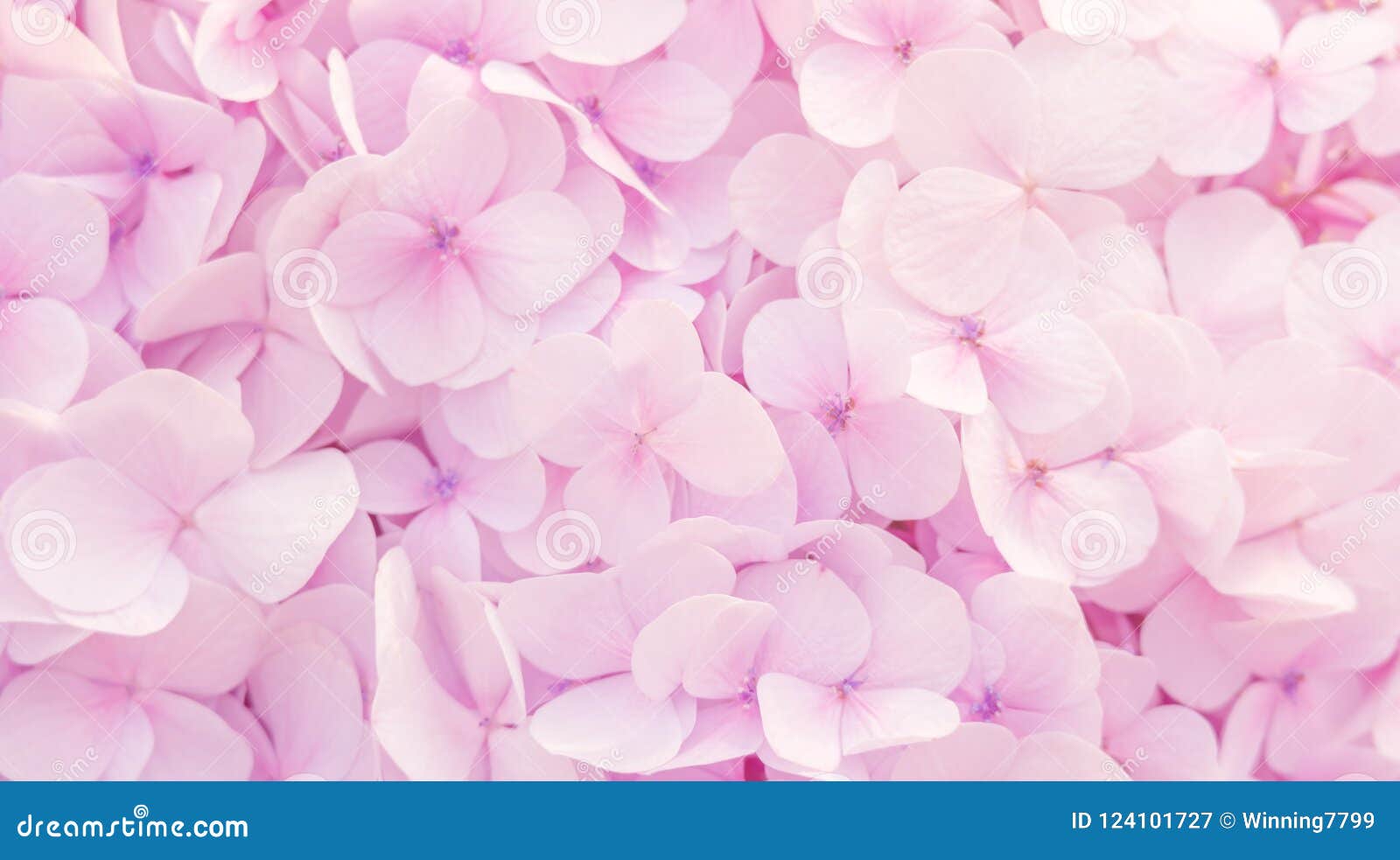 Beautiful Hydrangeas Flowers in Soft Pink Color. Stock Image - Image of ...