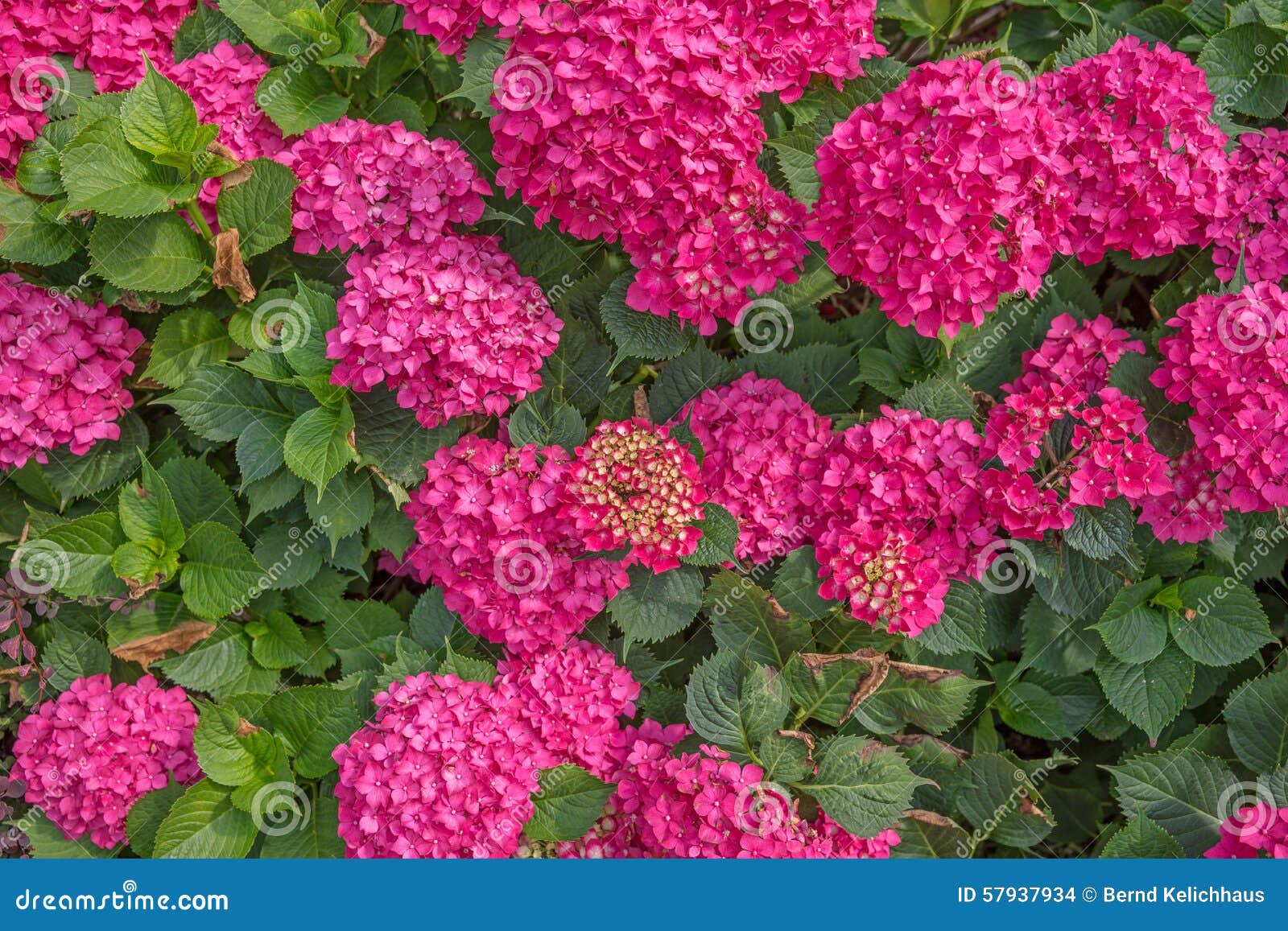 Beautiful hydrangeas stock photo. Image of summer, colorful - 57937934