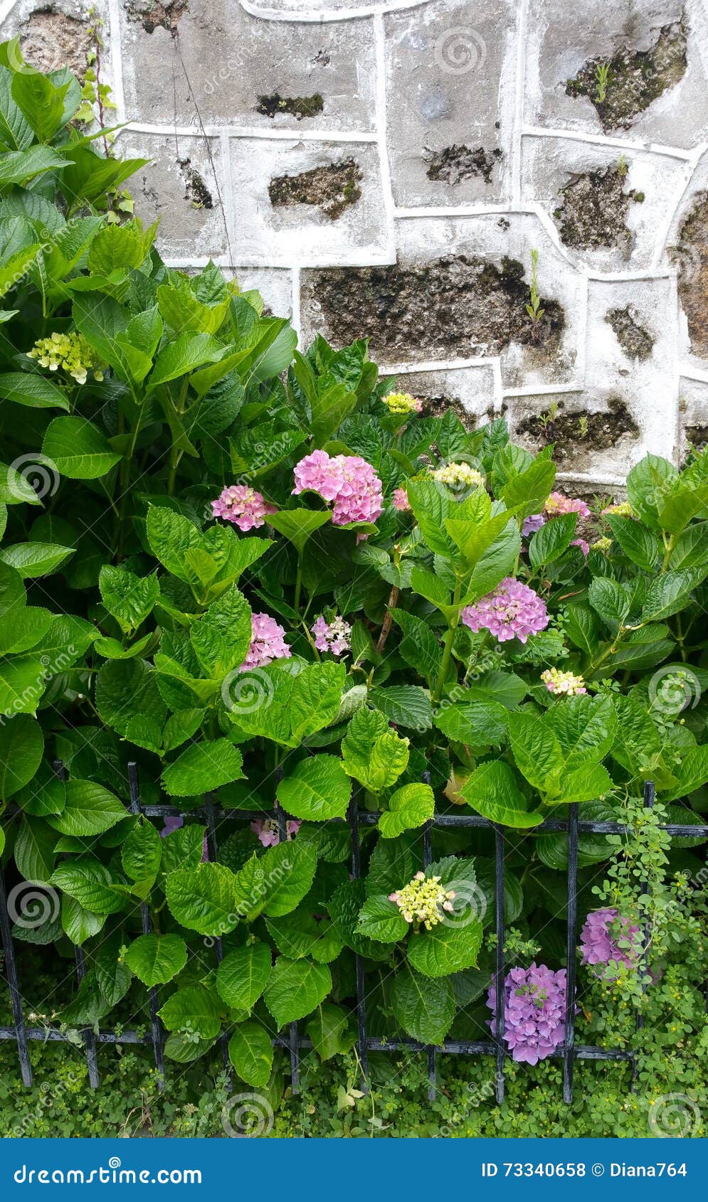Beautiful Hydrangeas and Old Wall Stock Photo - Image of wall ...