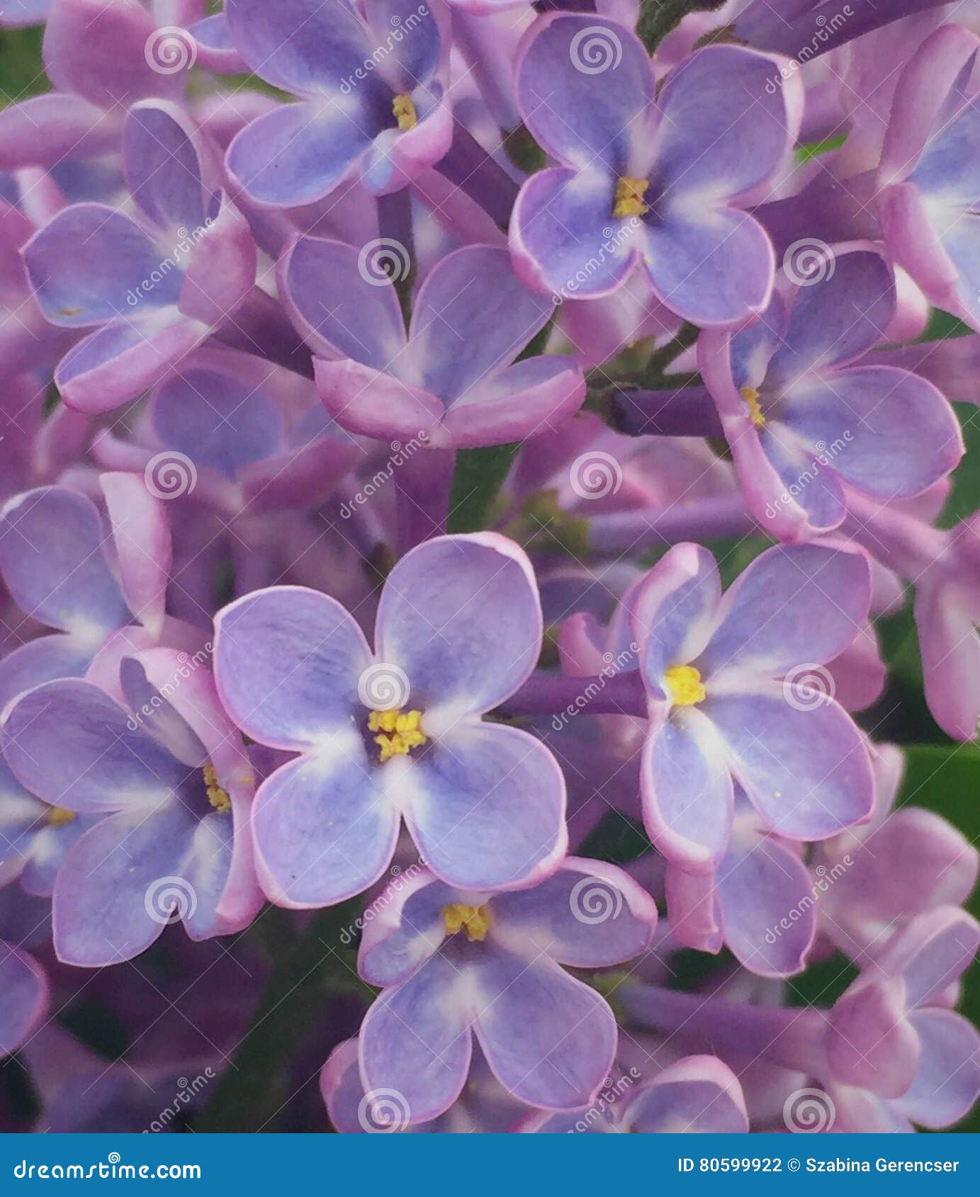 Beautiful stock photo. Image of spring, purple, flowers - 80599922