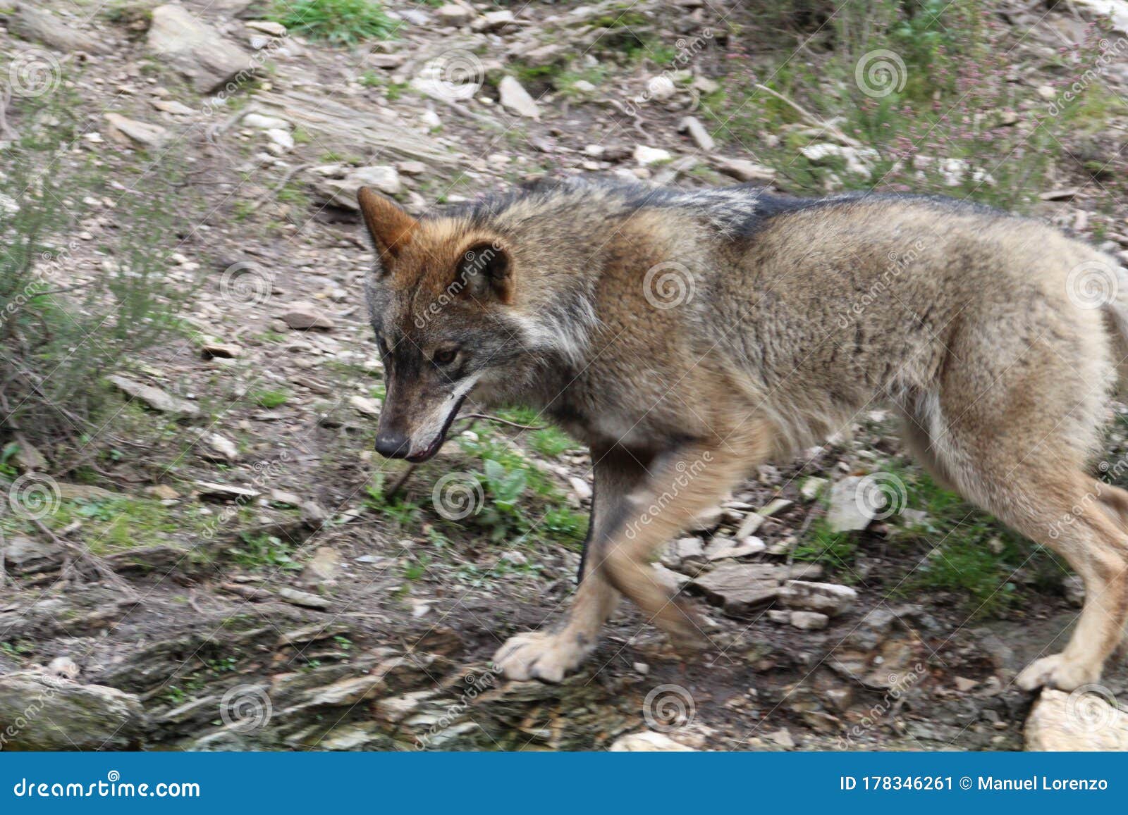 Beautiful Iberian Wolves in the Mount Playing in Herd Preparing the ...