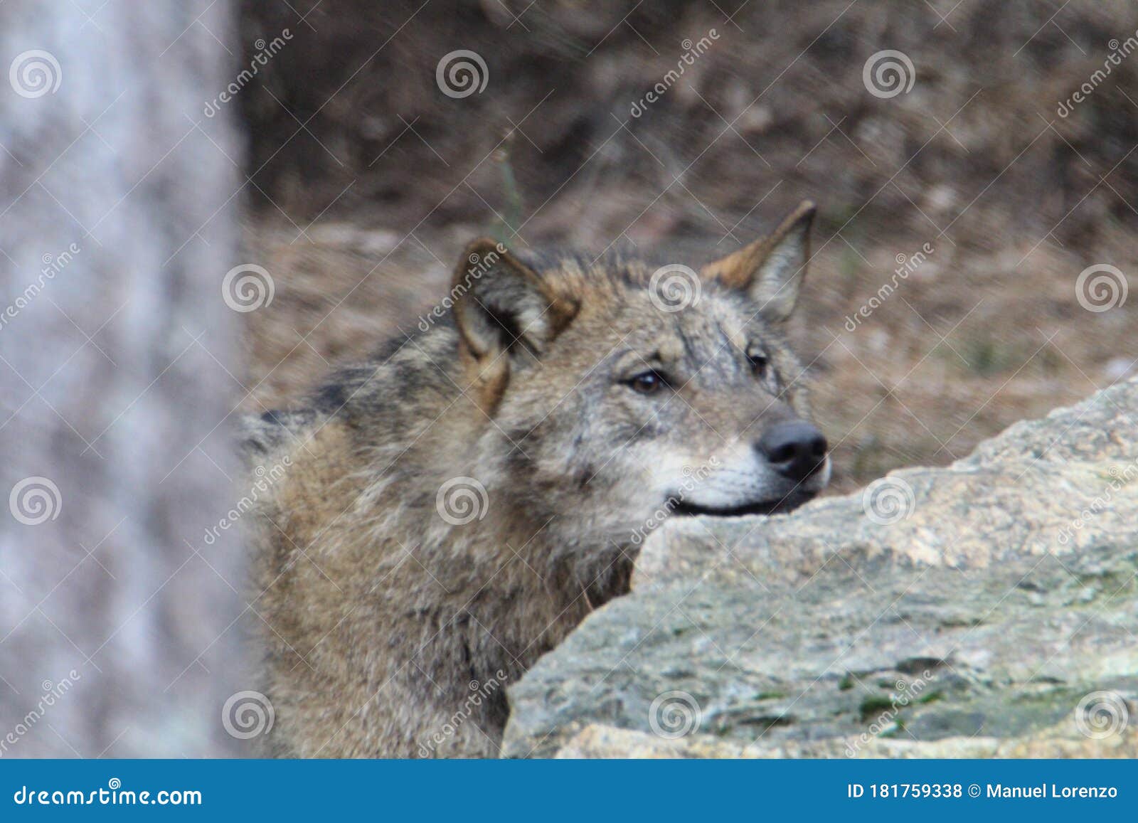 Beautiful Iberian Wolves in the Mount Playing in Herd Preparing the ...