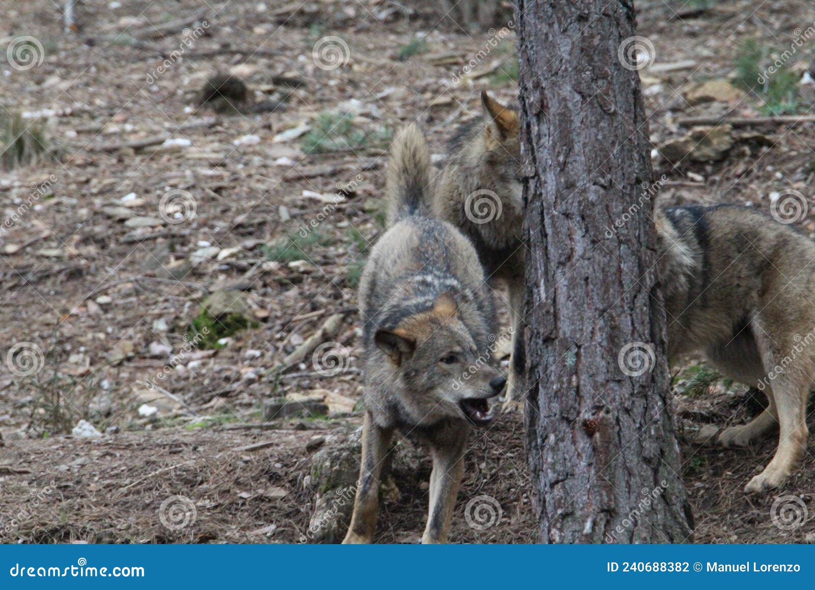 Beautiful Iberian Wolves in the Mount Playing in Herd Preparing the ...