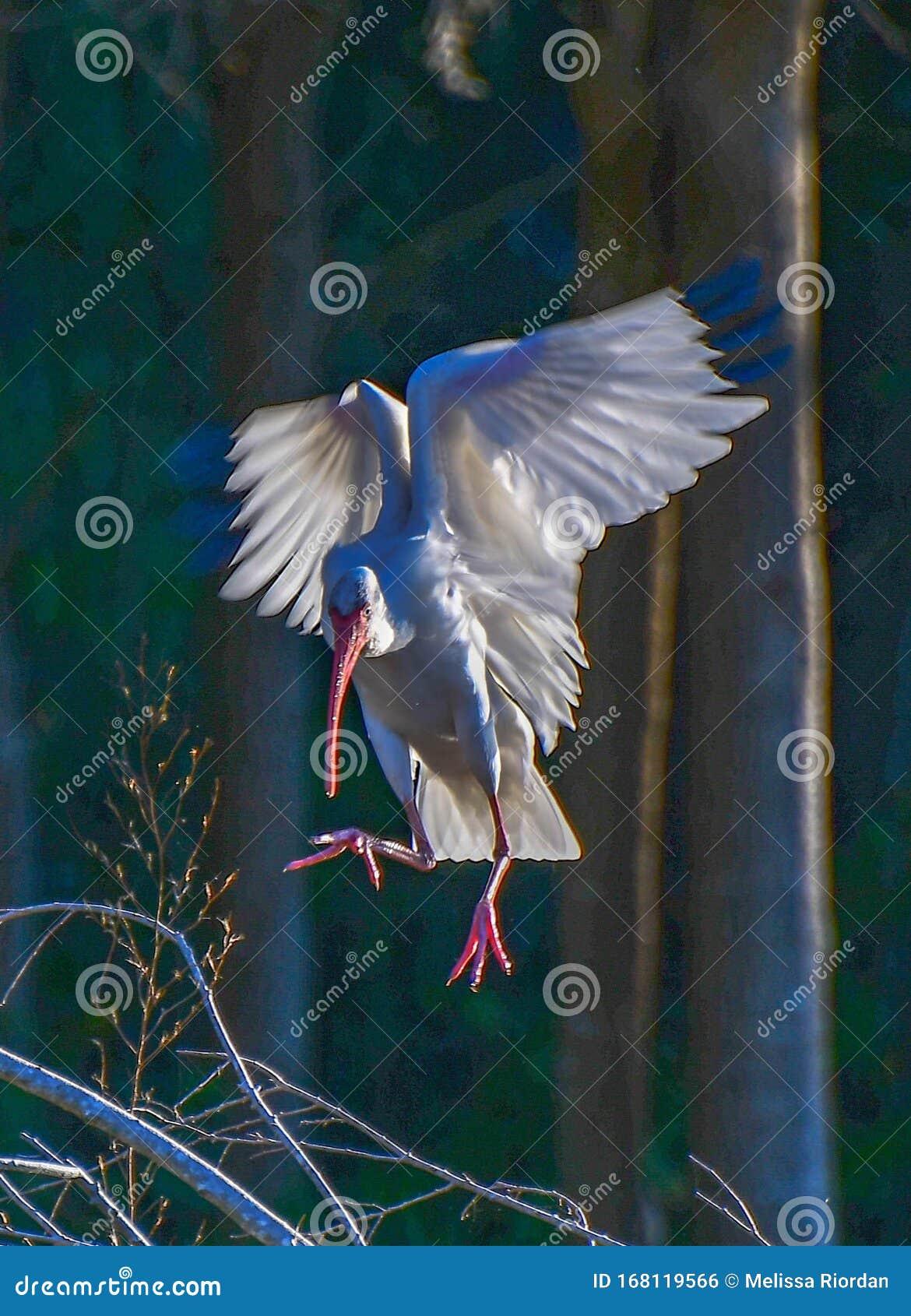 Beautiful Ibis in Flight stock photo. Image of wingspan - 168119566