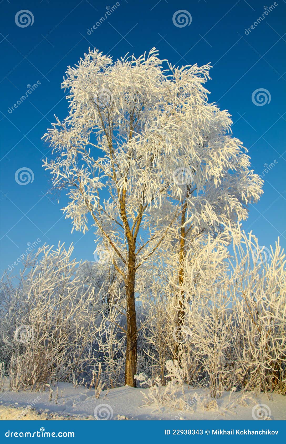 Beautiful ice winter tree stock image. Image of nature - 22938343
