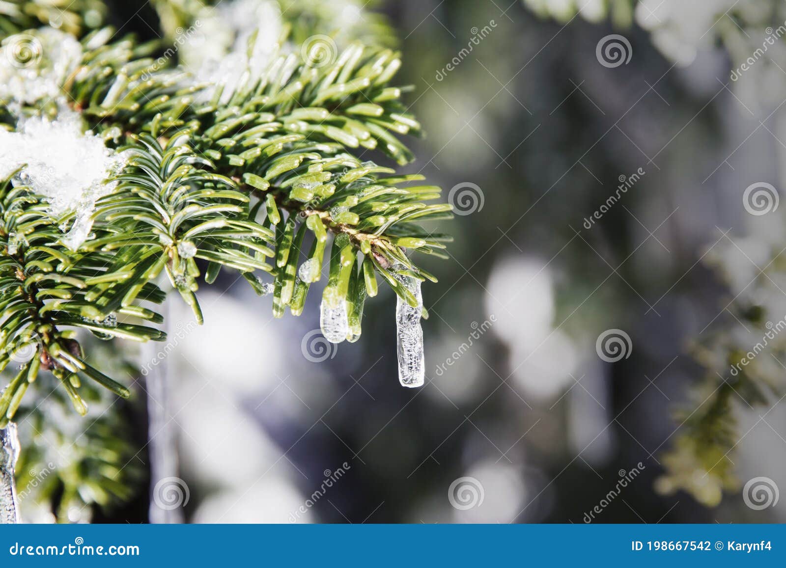 Beautiful Icicles Hanging from a Branch of an Evergreen Tree Stock ...