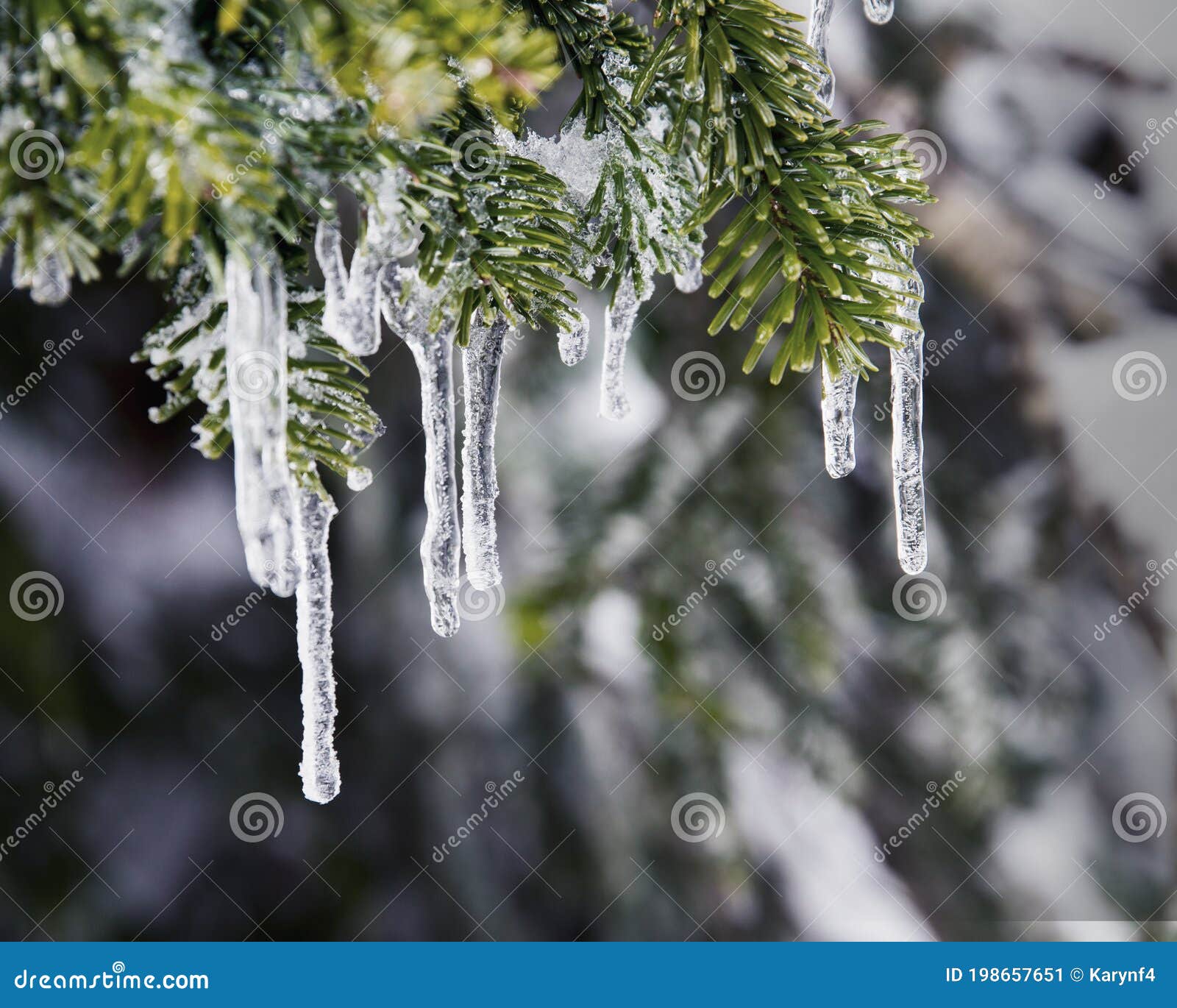 Beautiful Icicles Hanging from a Branch of an Evergreen Tree Stock ...