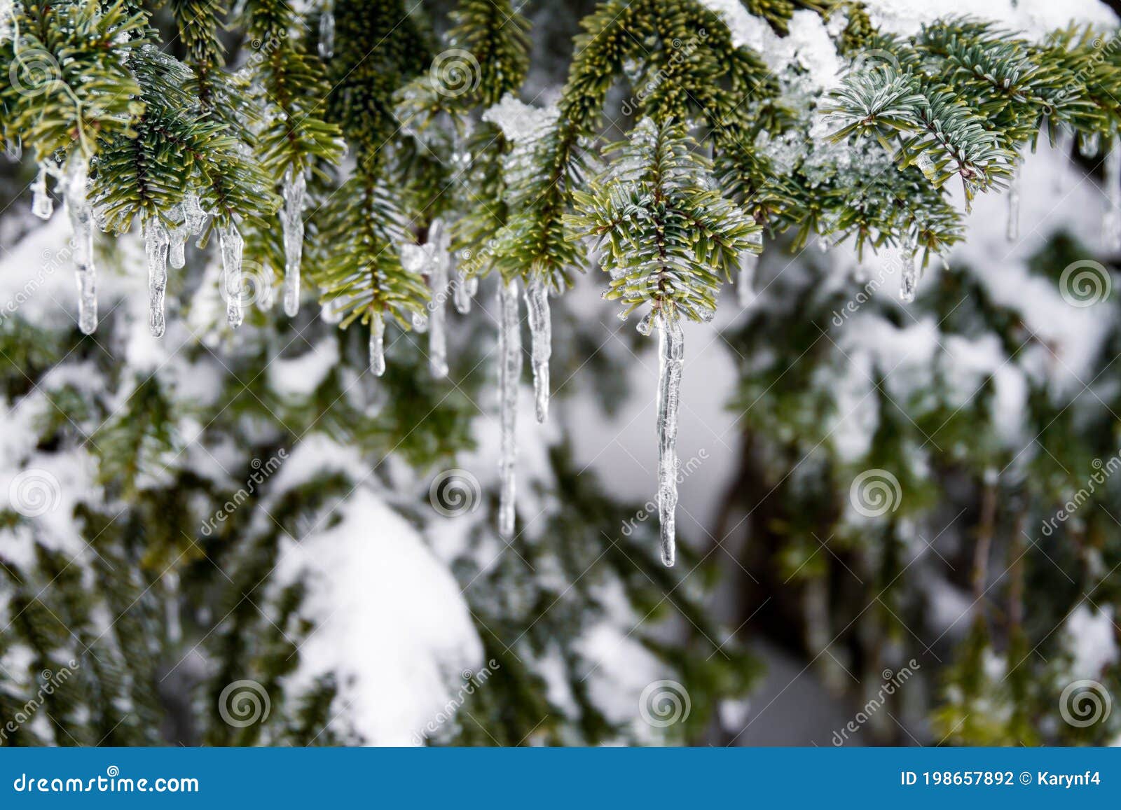 Beautiful Icicles Hanging from a Branch of an Evergreen Tree Stock ...