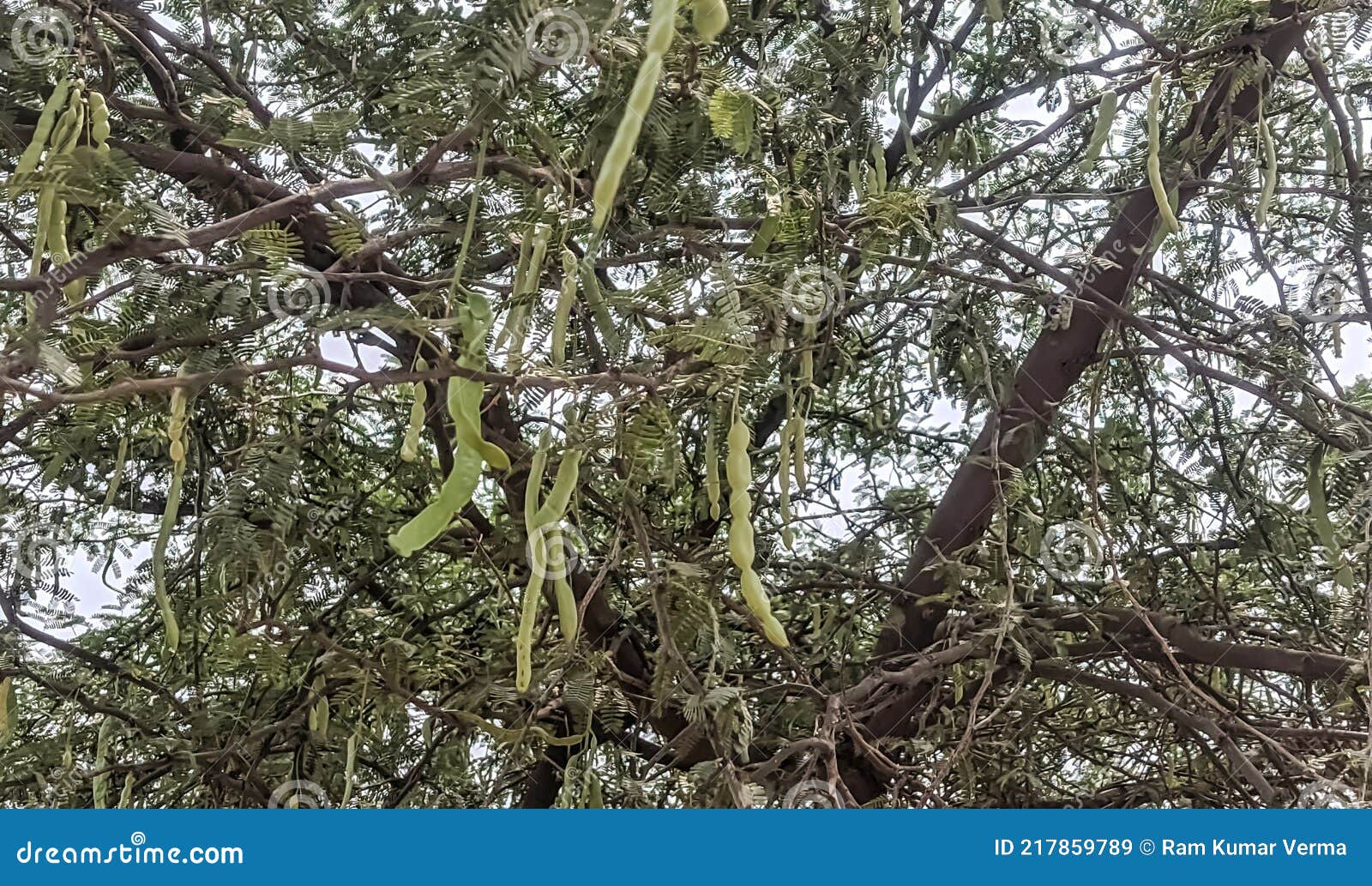 Beautiful Image of Acacia Tree with Fruits in a Field India Stock Image ...