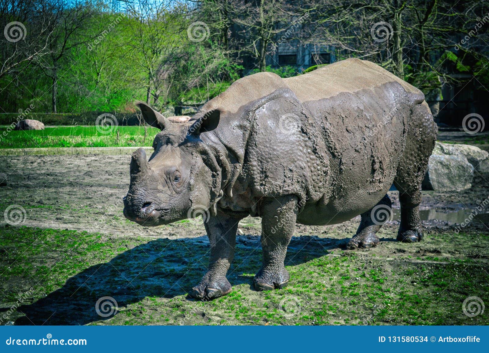 Beautiful Image of African Rhino Stock Photo - Image of horned, park ...