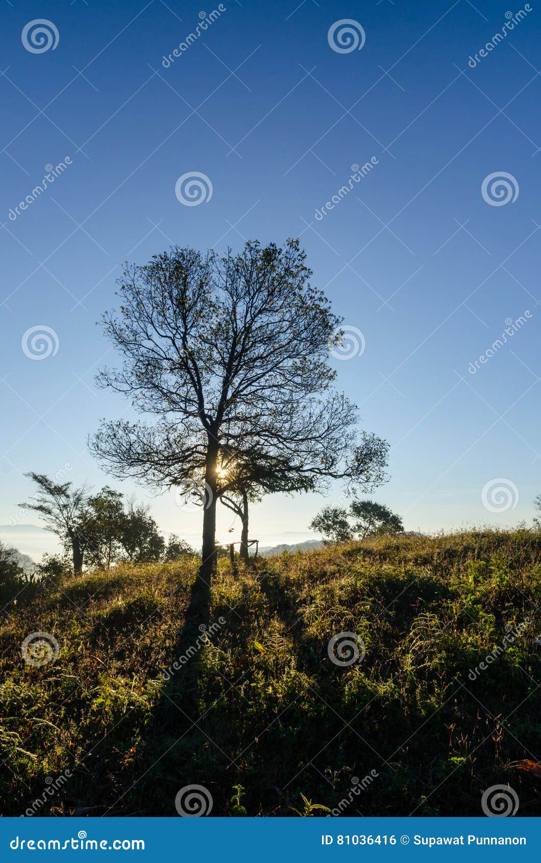 Beautiful Image Autumn Morning in the Forest Stock Photo - Image of ...