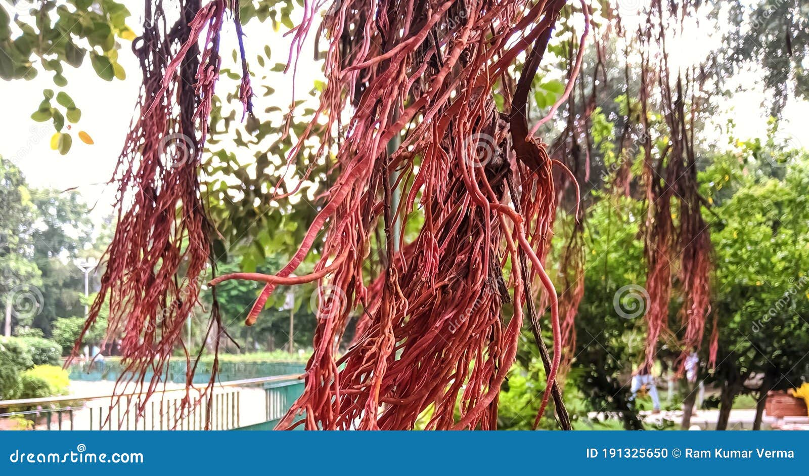 Beautiful Image of Banyan Tree Aerial Roots India Stock Photo - Image ...