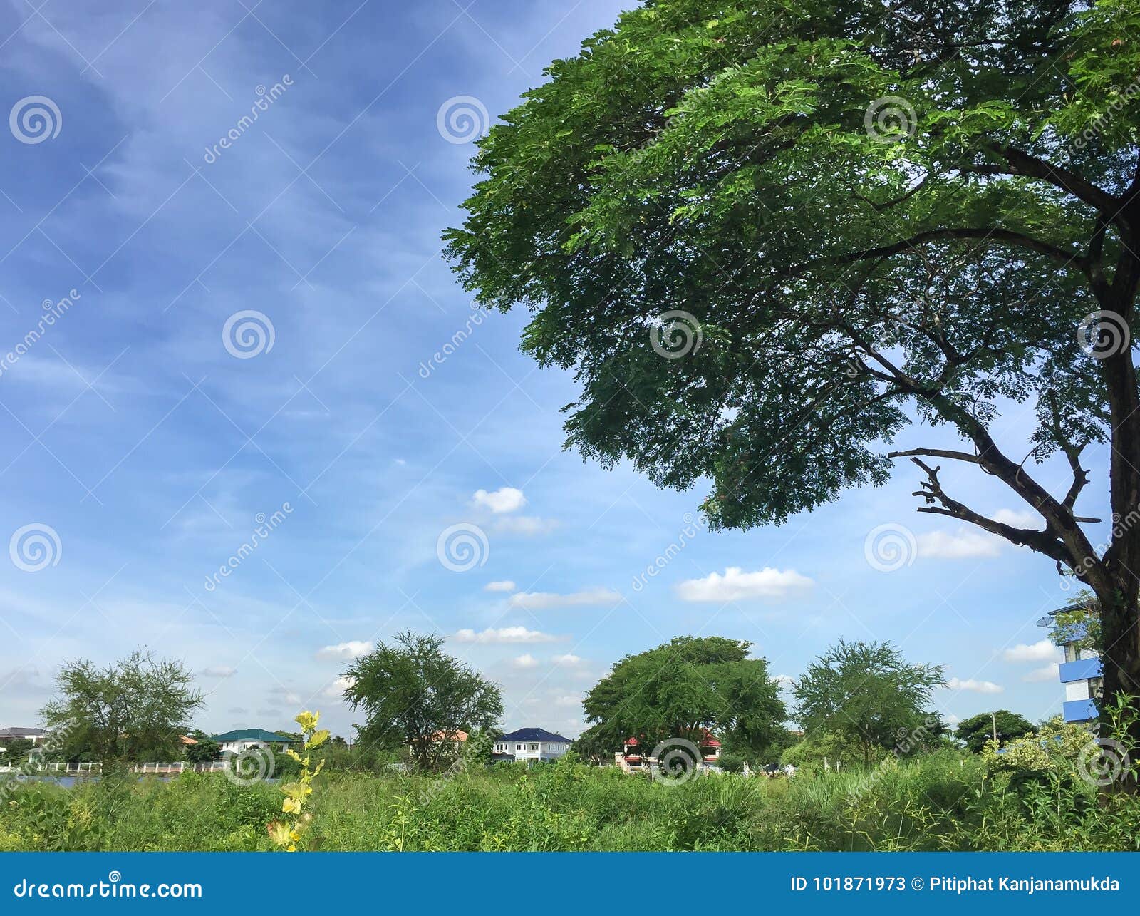 The Beautiful Image of Big Tree and Blue Sky Stock Image - Image of ...