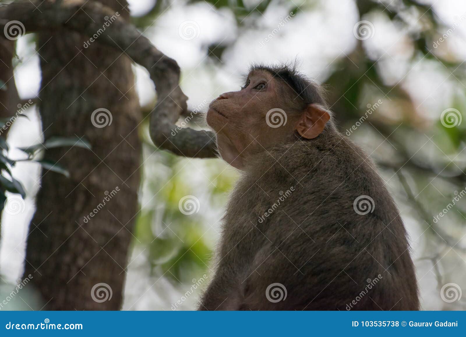 Beautiful Image of Bonnet Macaque Sitting on a Tree Looking Side Ways ...