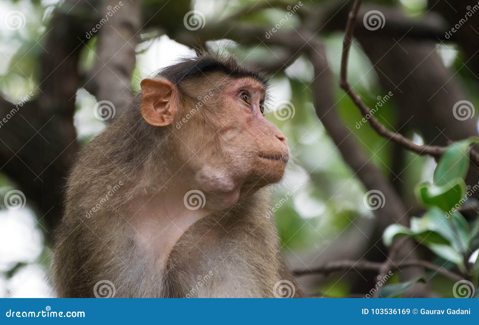 Beautiful Image of Bonnet Macaque Sitting on a Tree Looking Side Ways ...