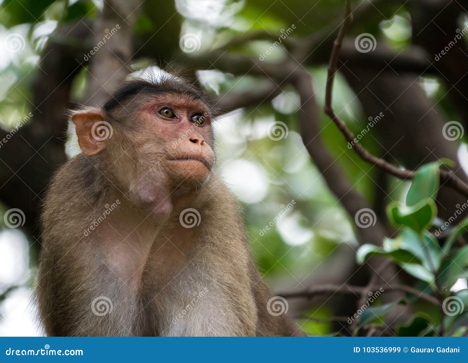 Beautiful Image of Bonnet Macaque Sitting on a Tree Looking Side Ways ...