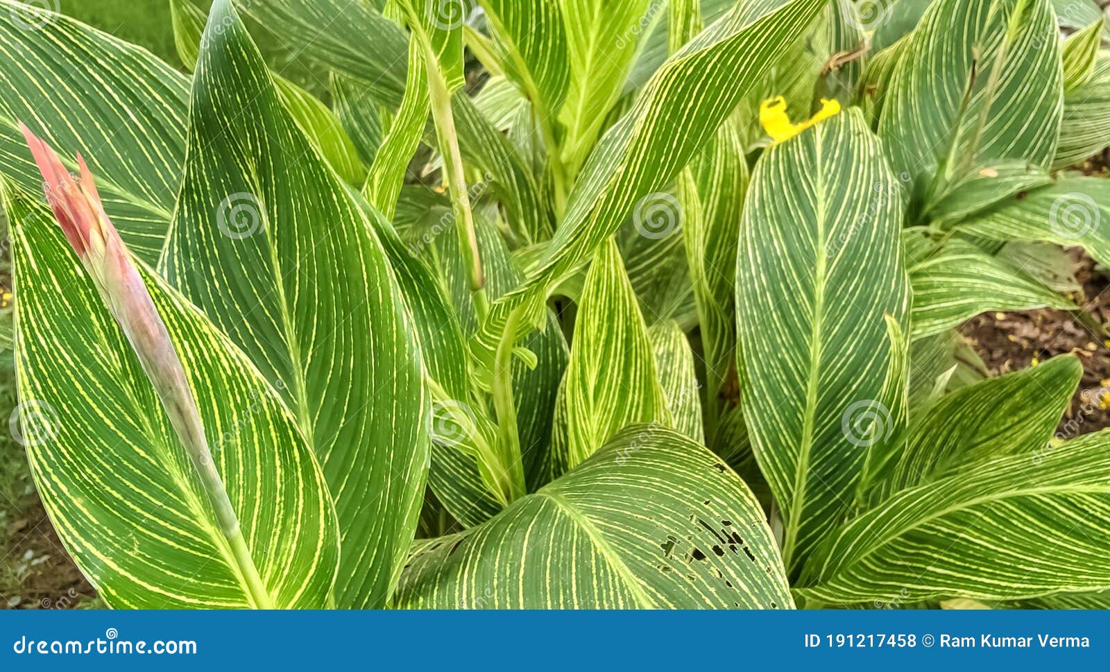 Beautiful Image of Canna Lily Leaves India Stock Photo - Image of food ...