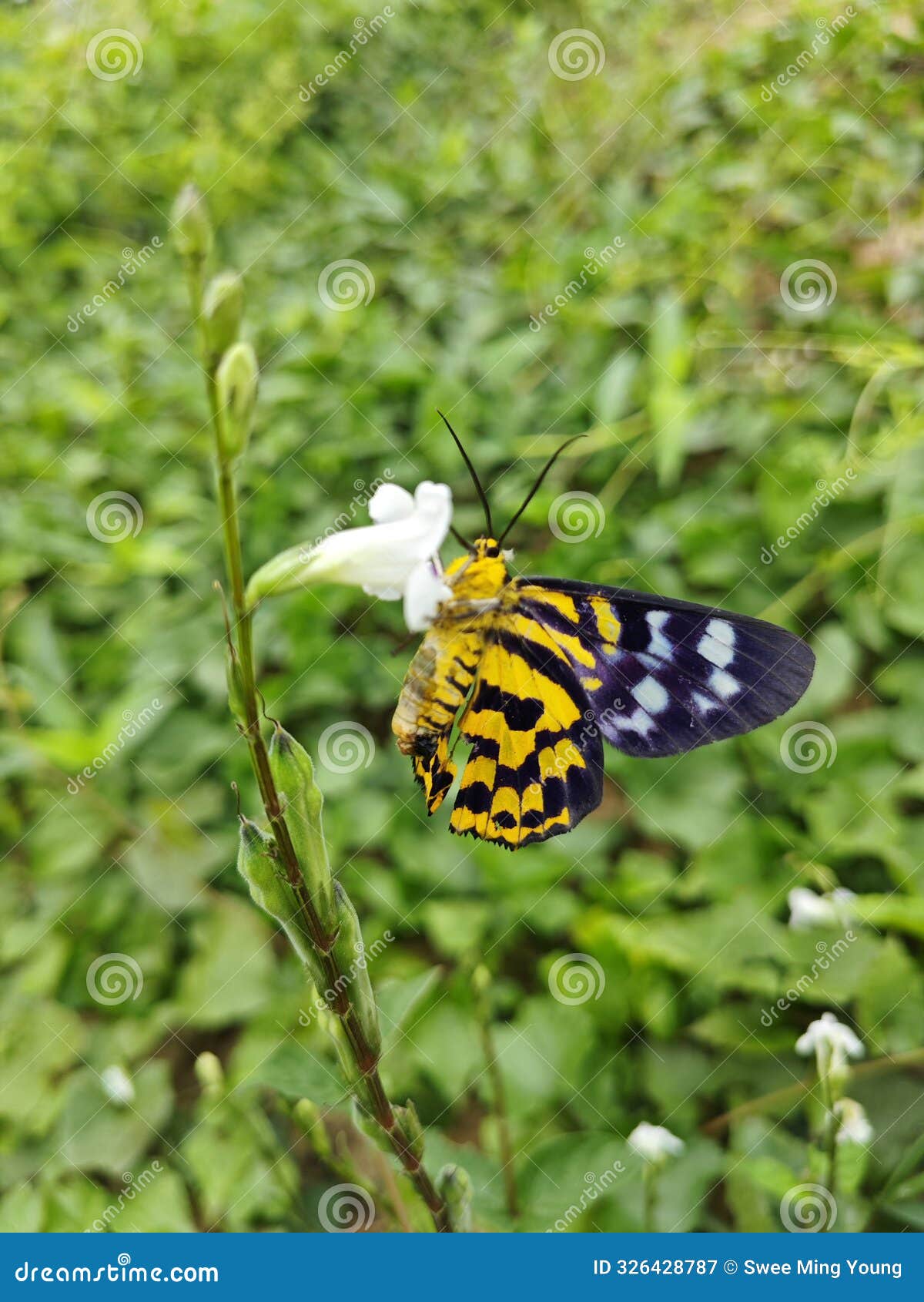 Colorful False Tiger Moth Perching on the Weed Plant. Stock Image ...