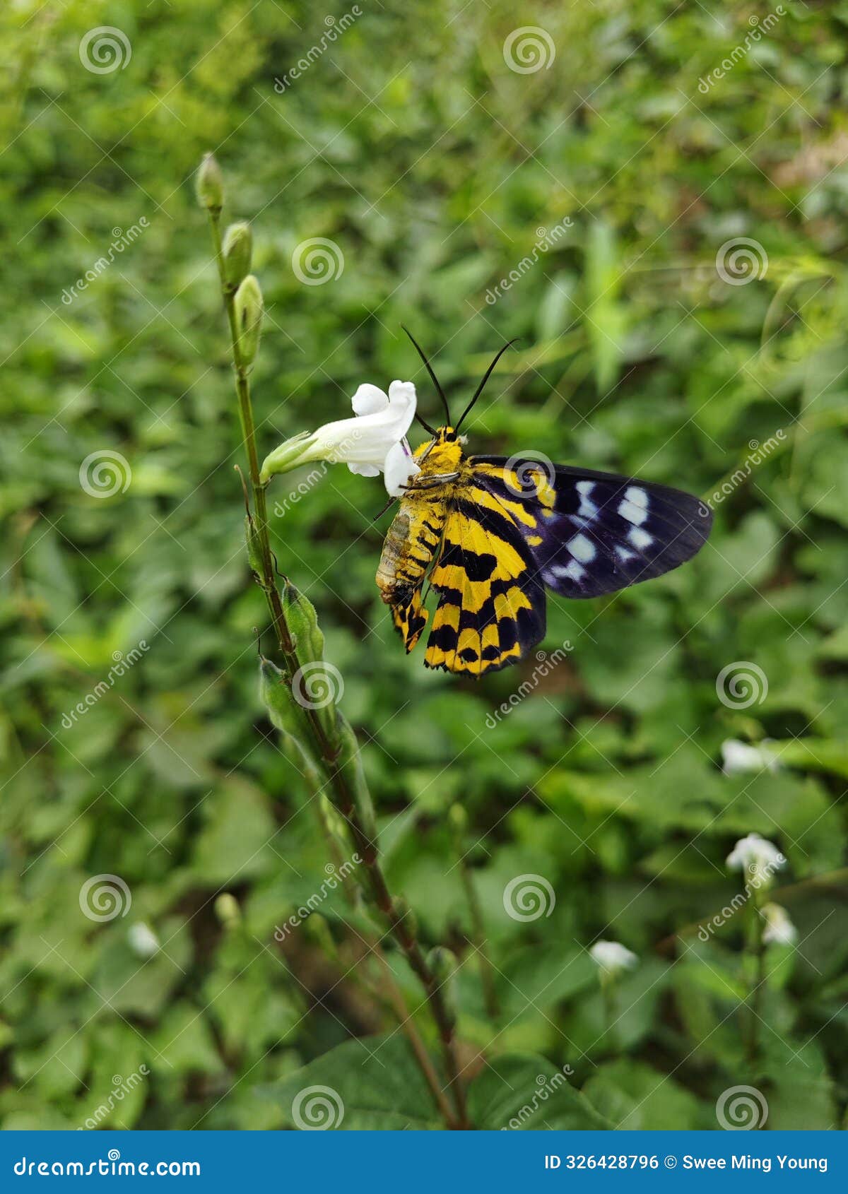 Colorful False Tiger Moth Perching on the Weed Plant. Stock Photo ...