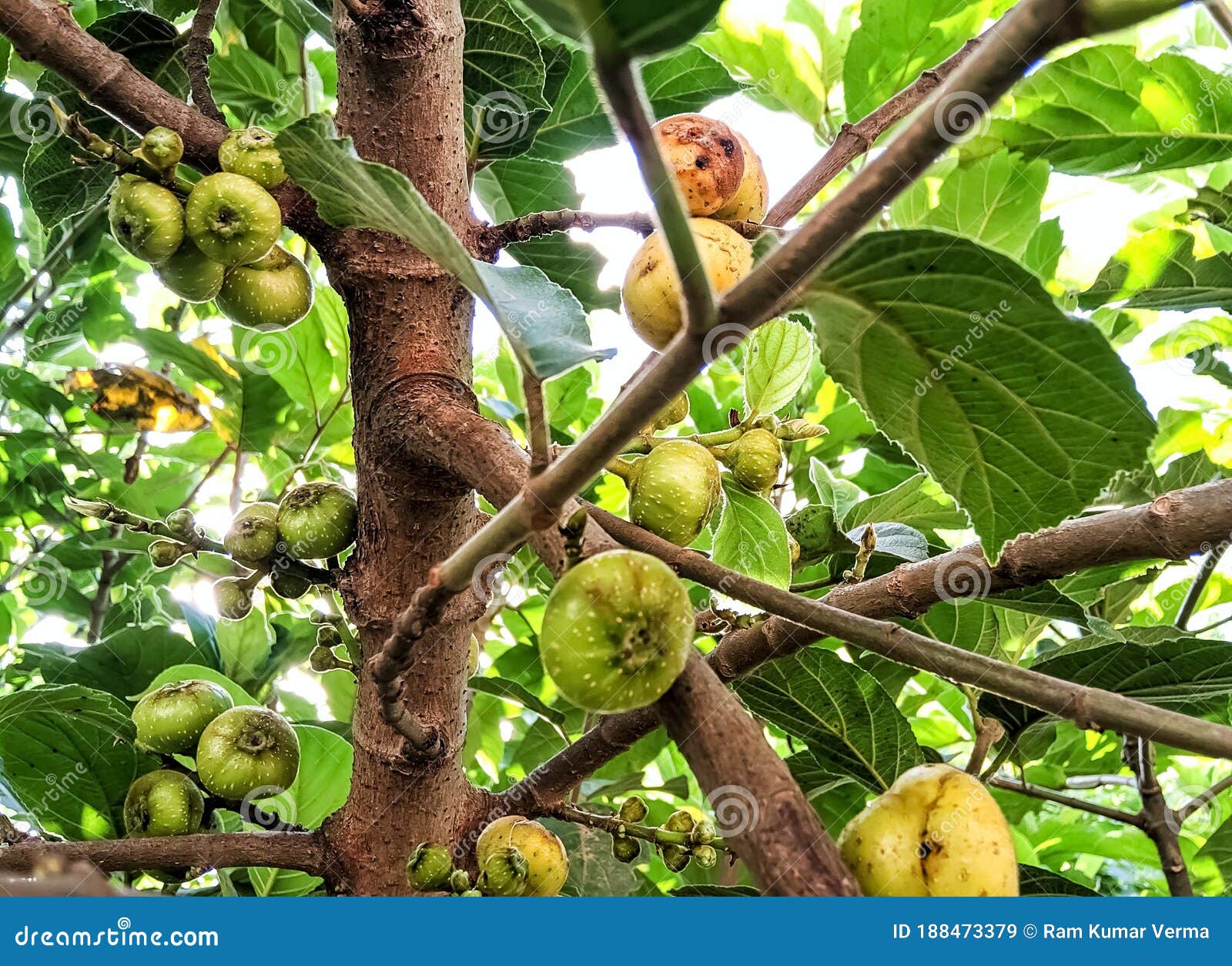 Beautiful Image of Common Fig Fruits with Tree India Stock Image ...