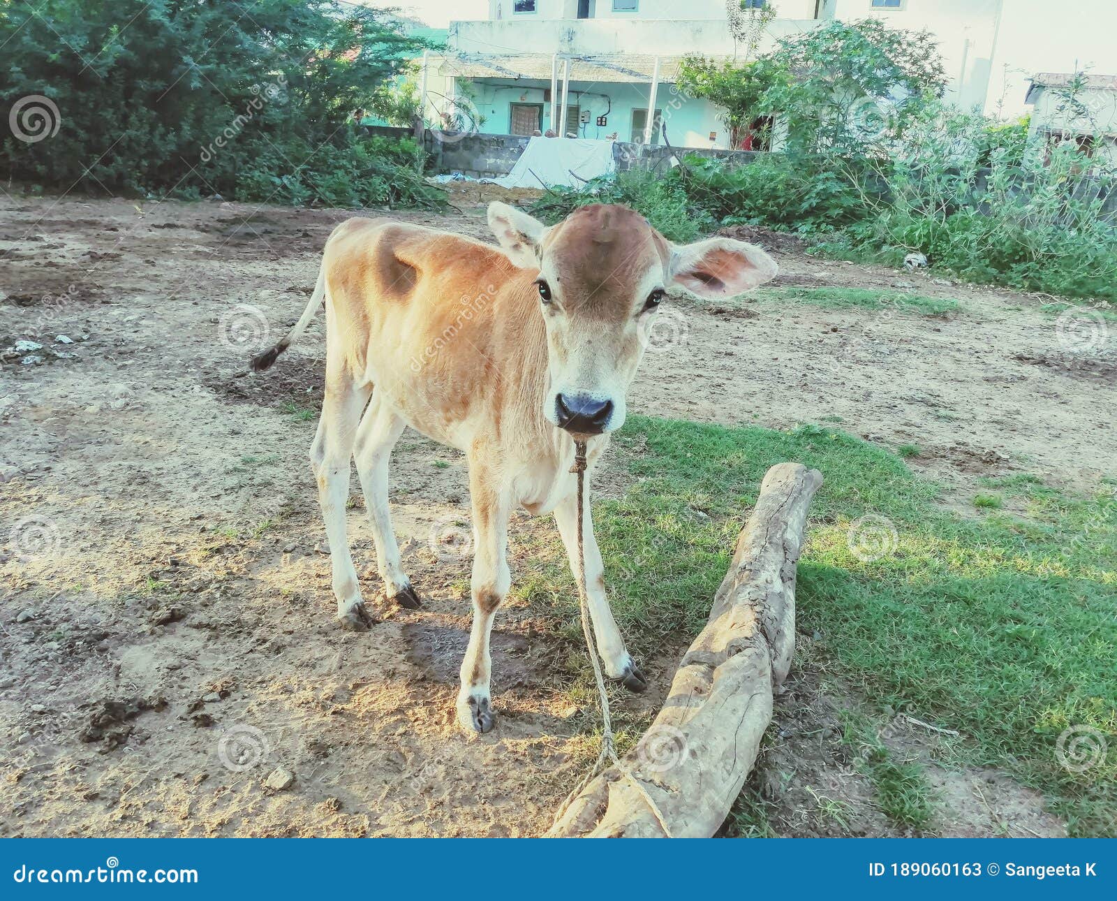 A Beautiful Image of Cow Calf Stock Image - Image of cowcalf, beautiful ...