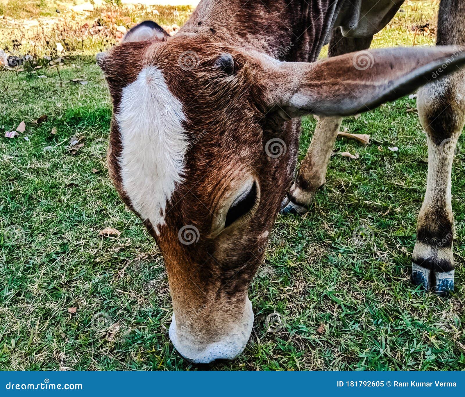 Beautiful Image of Cow Calf Head India Stock Image - Image of calf ...