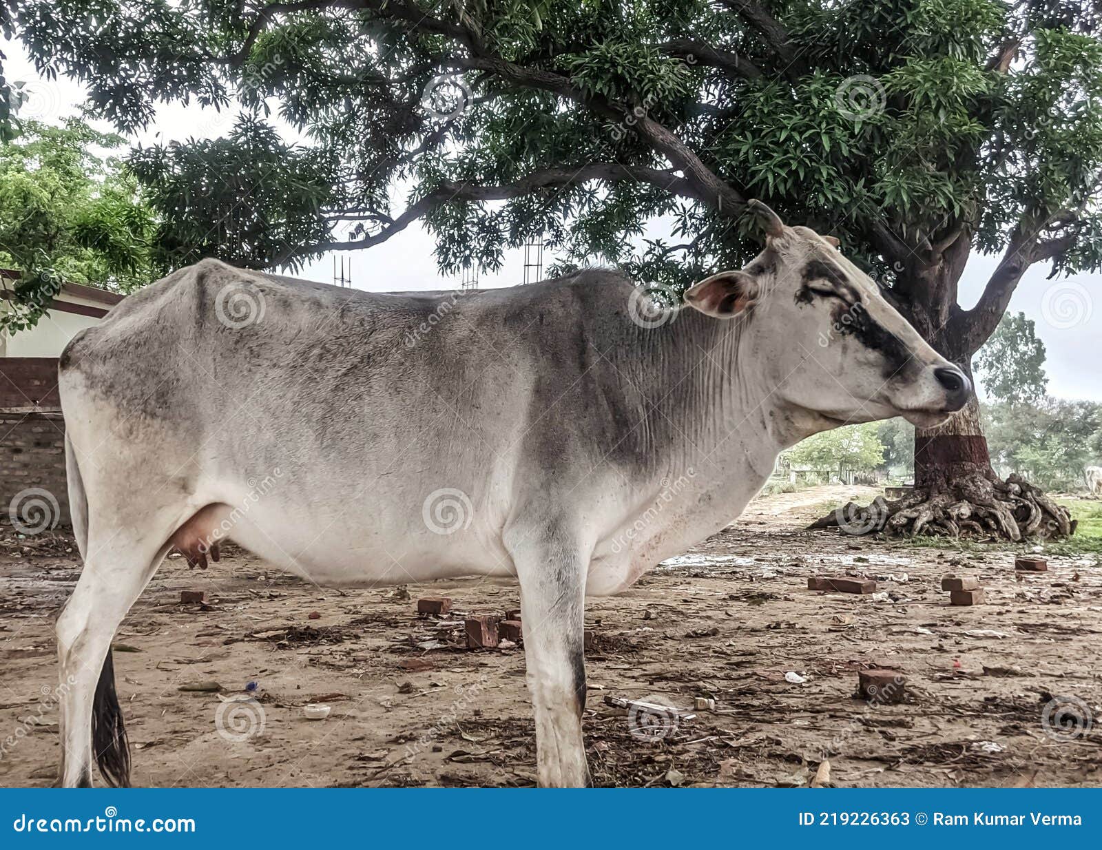 Beautiful Image of Cow Standing and Taking Rest in a Garden during Rain ...