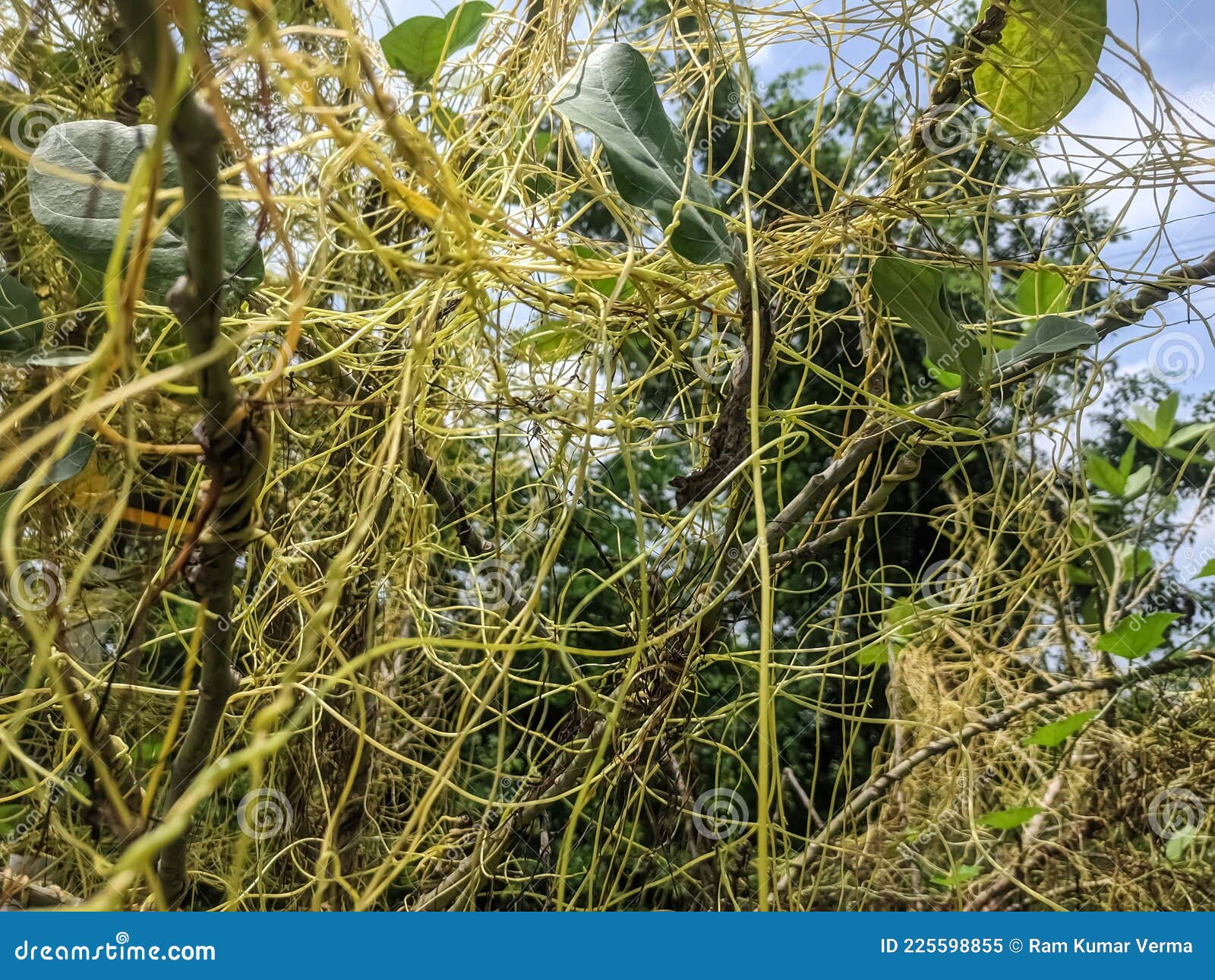 Beautiful Image of Cuscuta Plants on a Tree Called Amarbel India Stock ...
