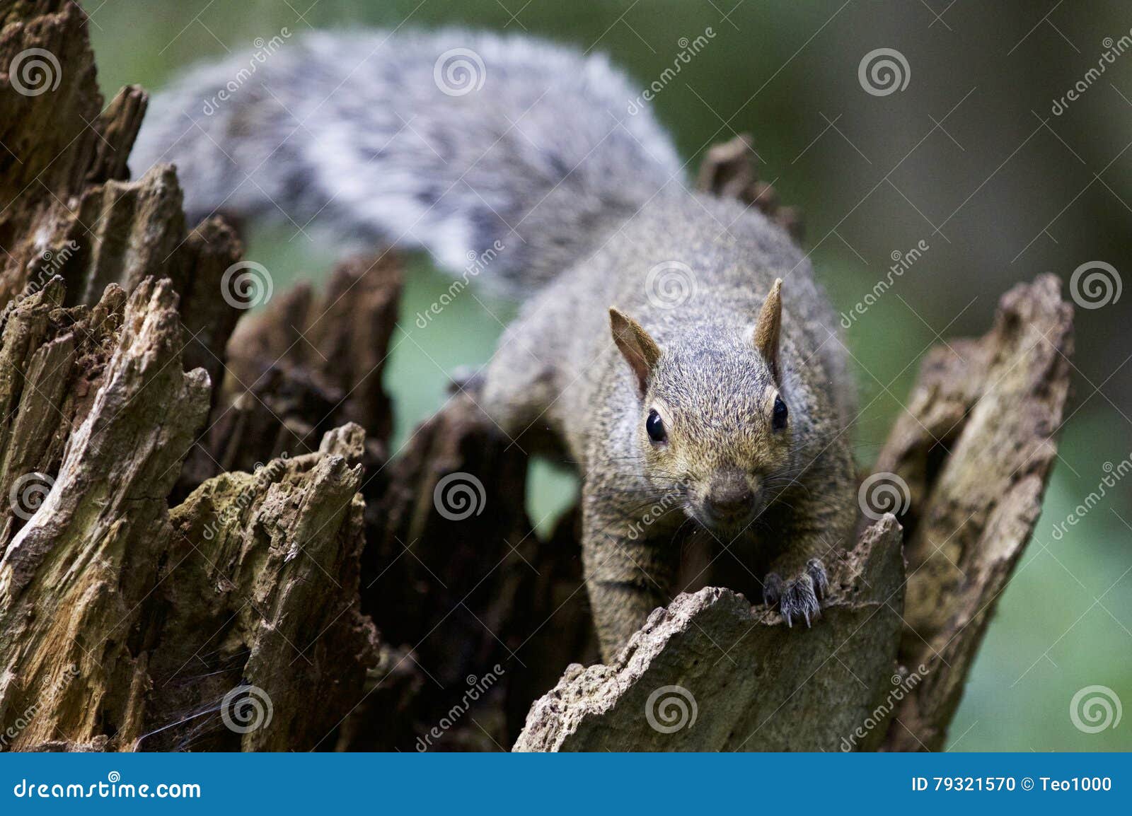 Beautiful Image with a Cute Funny Squirrel on a Stump Stock Photo ...
