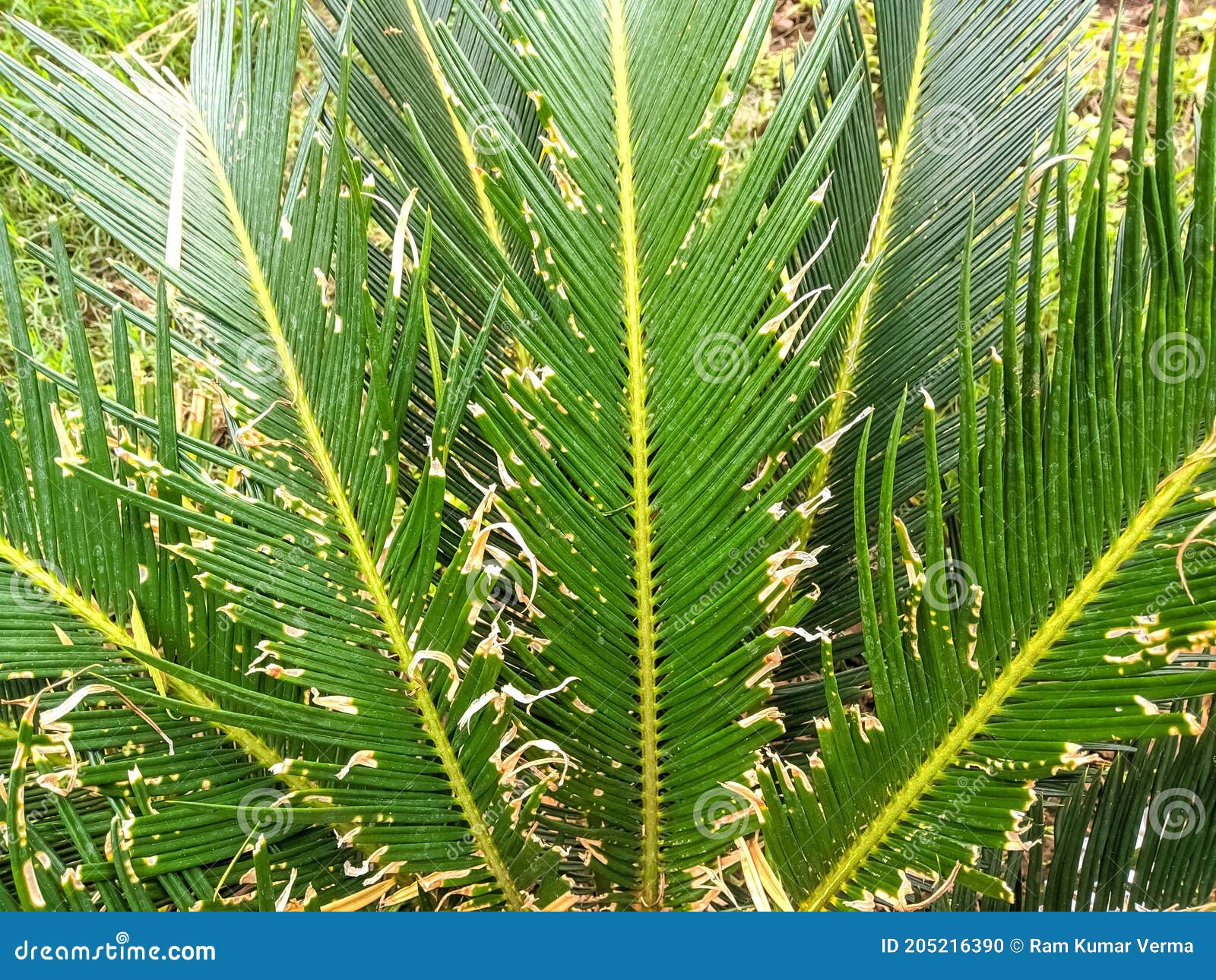 Beautiful Image of Cycas Circinalis Plant Leaf in Park India Stock ...