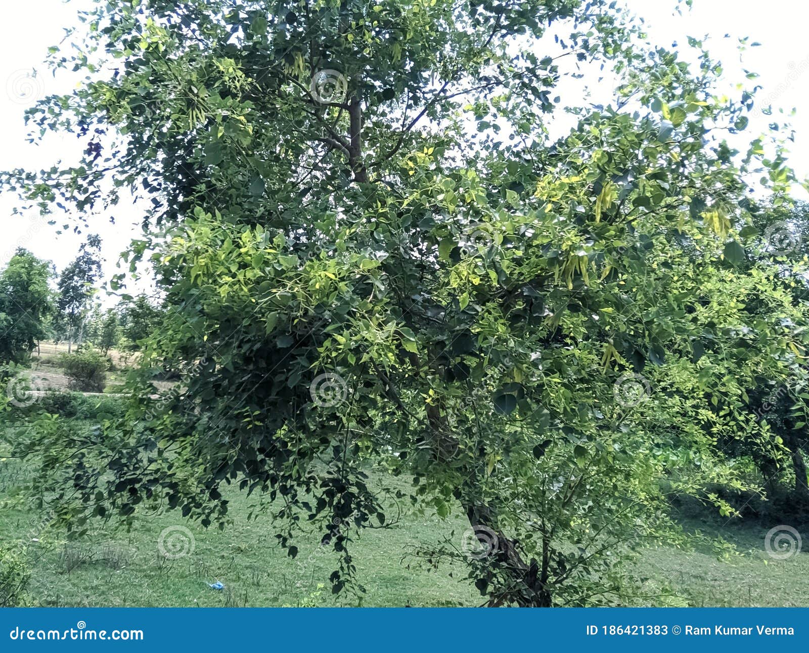 Beautiful Image of Dalbergia Sissoo Tree India Stock Image - Image of ...