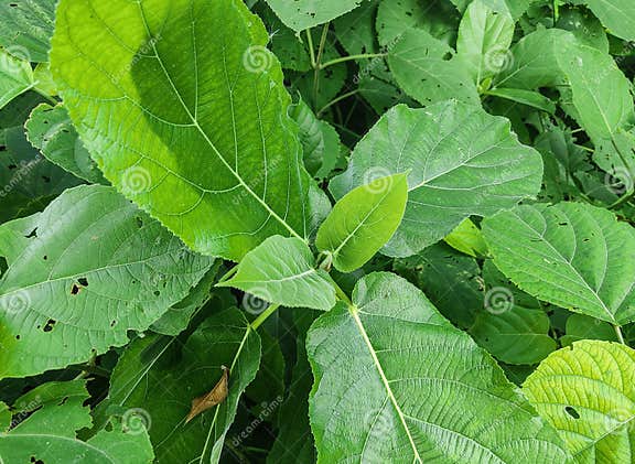 Beautiful Image of Dumur Tree Leaf in a Field Stock Photo - Image of ...