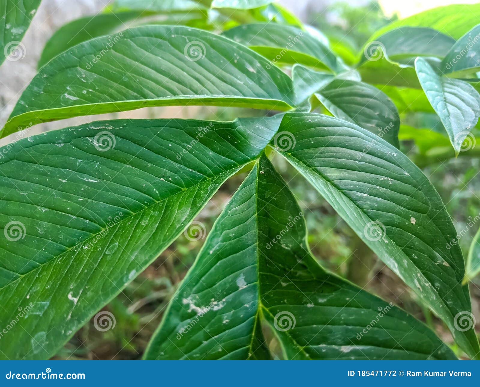 Beautiful Image of Elephant Yam Plant Leaf India Stock Photo - Image of ...