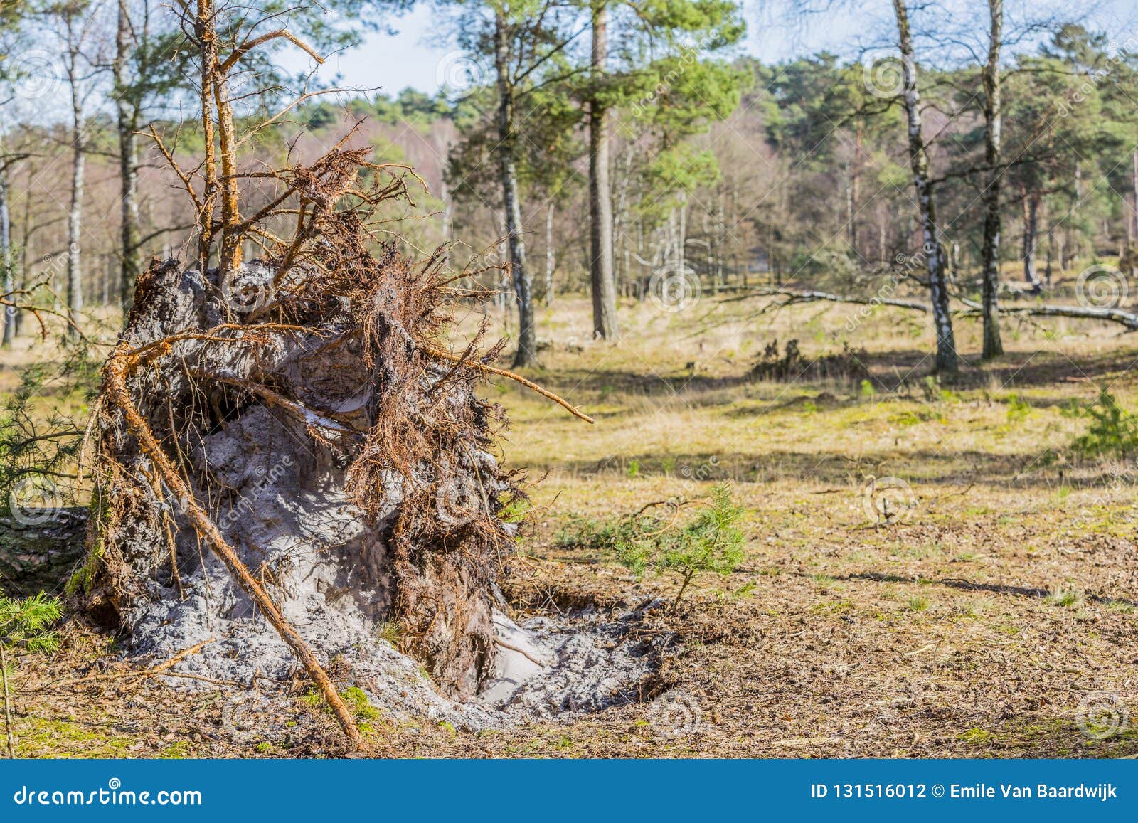 Beautiful Image of a Fallen Tree with Its Roots Exposed in the Middle ...