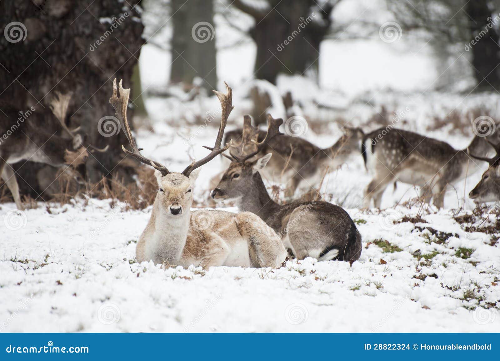 Beautiful Image of Fallow Deer in Snow Winter Landscape Stock Photo ...