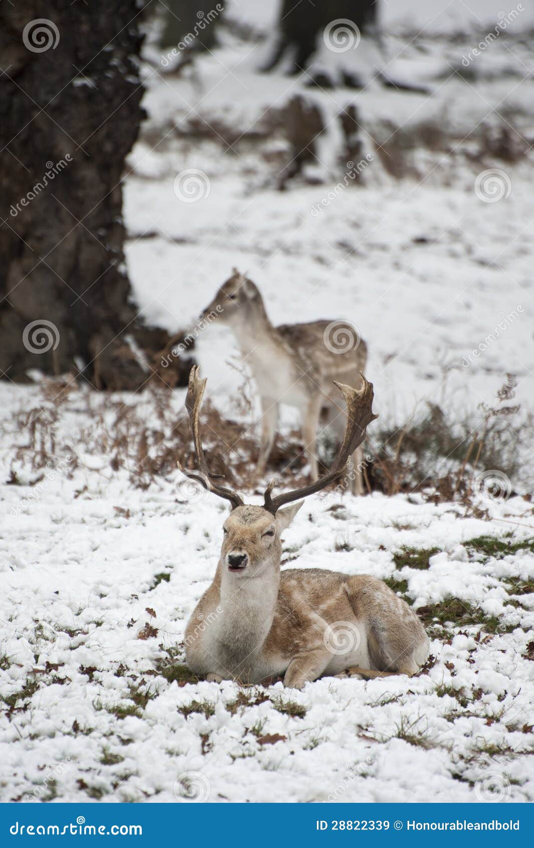 Beautiful Image of Fallow Deer in Snow Winter Landscape Stock Image ...