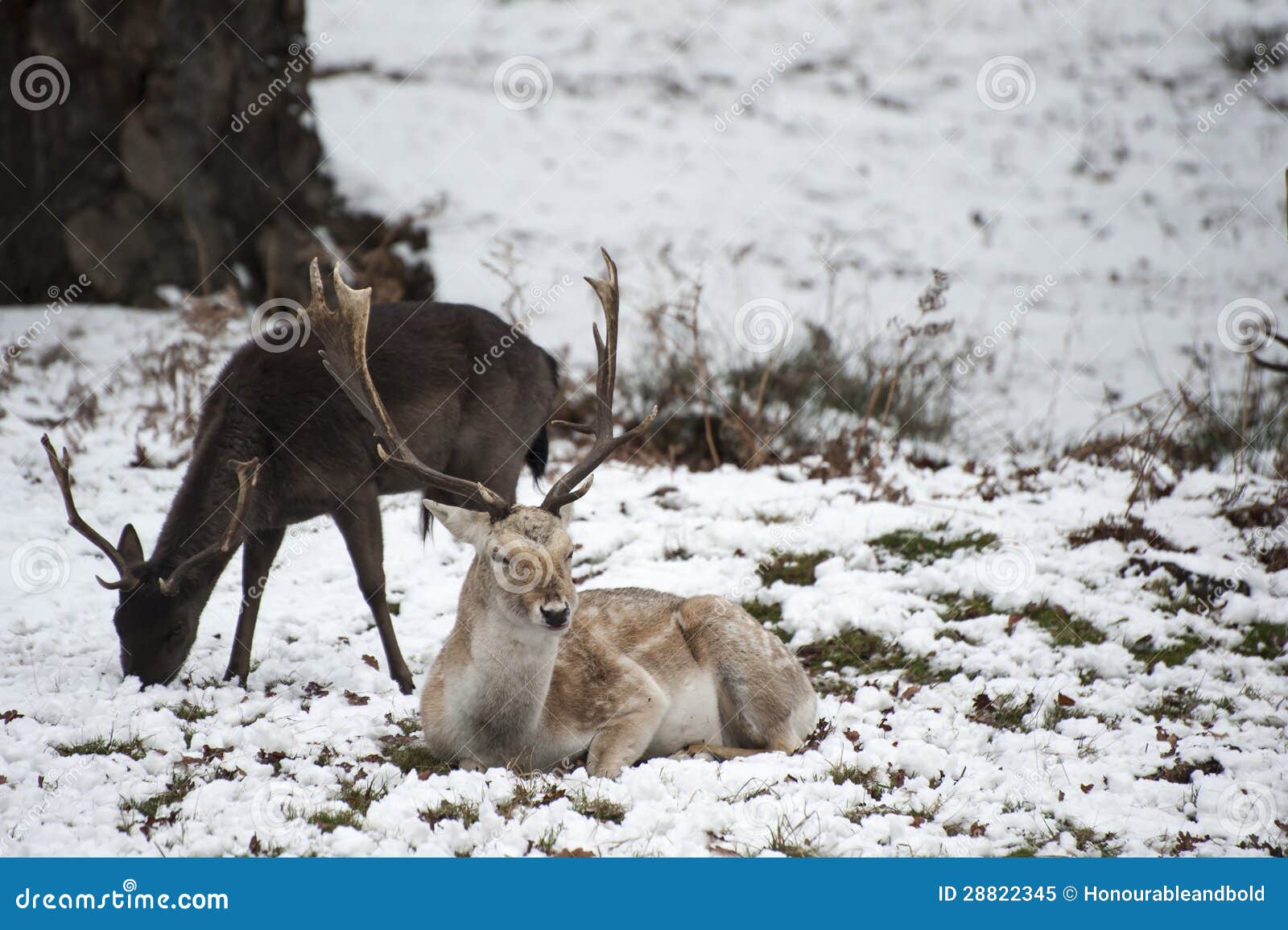 Beautiful Image of Fallow Deer in Snow Winter Landscape Stock Image ...