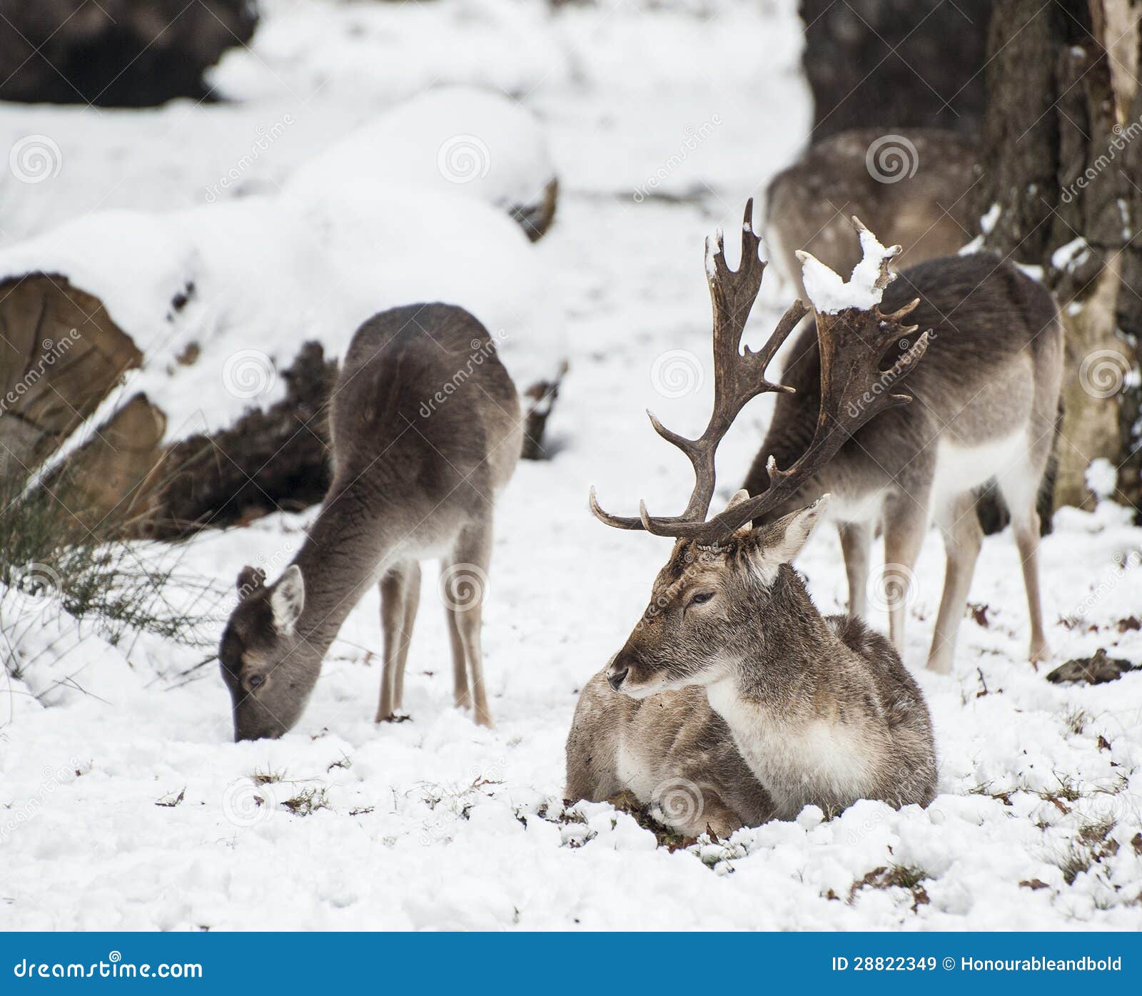 Beautiful Image of Fallow Deer in Snow Winter Landscape Stock Image ...