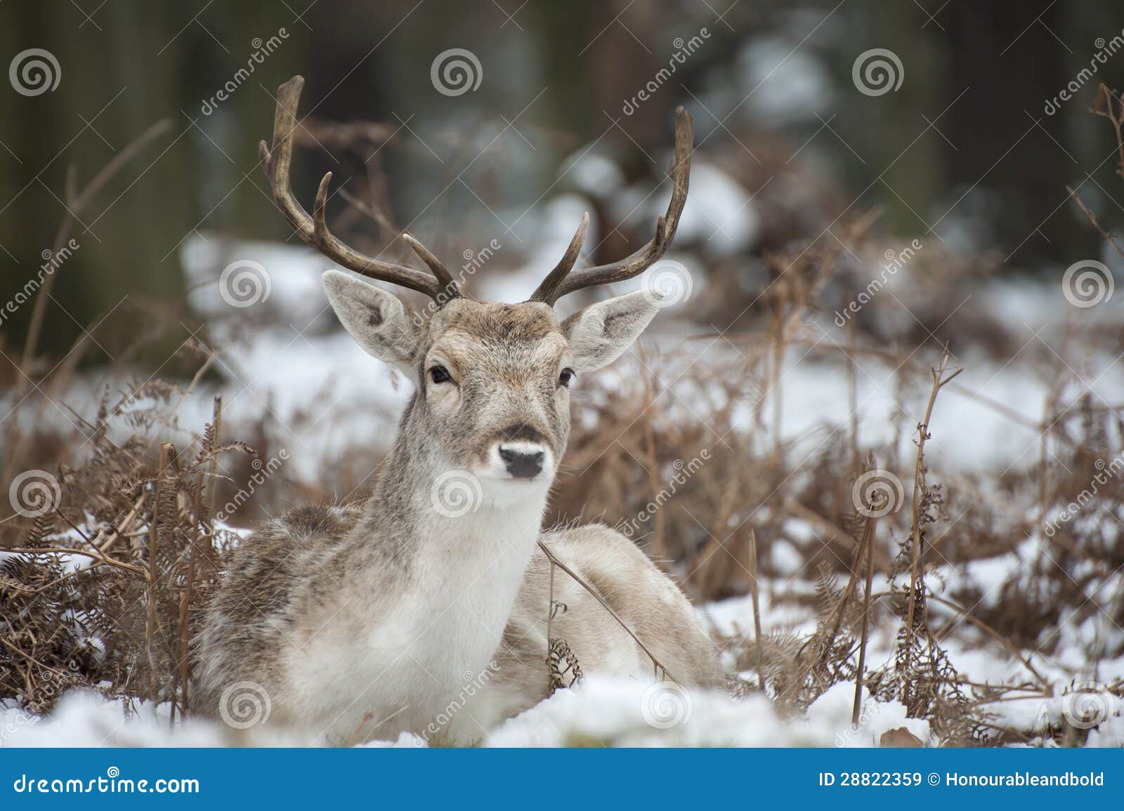 Beautiful Image of Fallow Deer in Snow Winter Landscape Stock Image ...