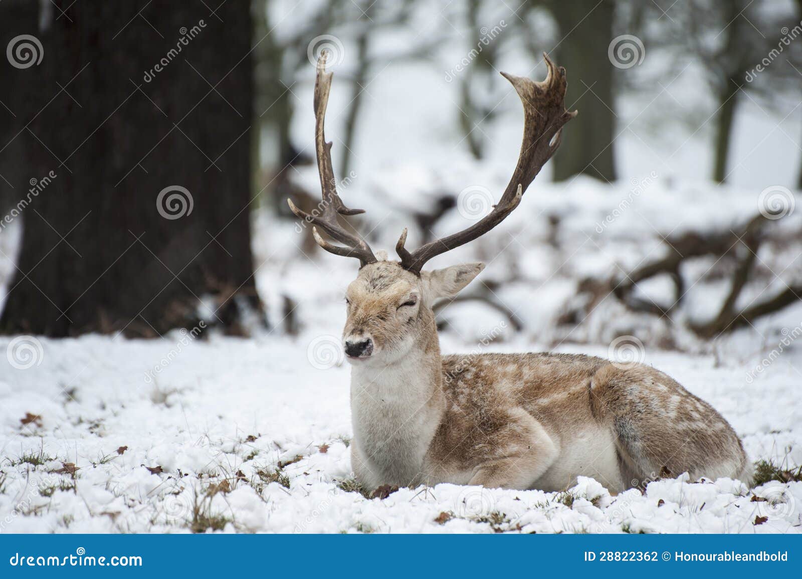 Beautiful Image of Fallow Deer in Snow Winter Landscape Stock Photo ...
