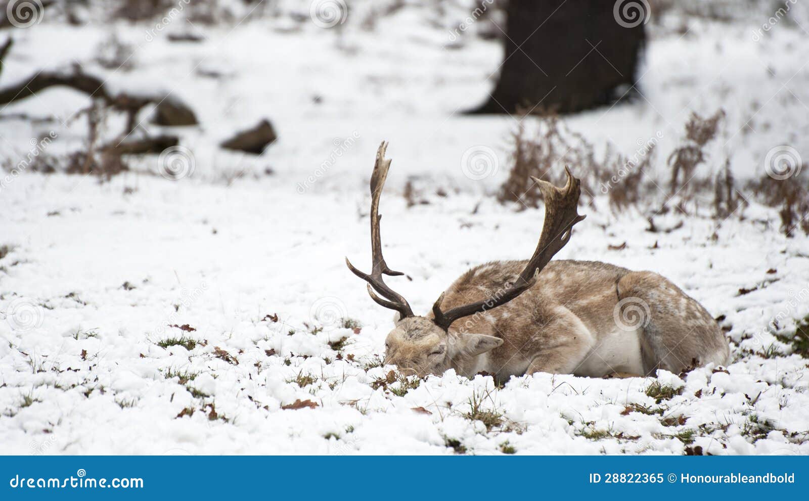 Beautiful Image of Fallow Deer in Snow Winter Landscape Stock Image ...